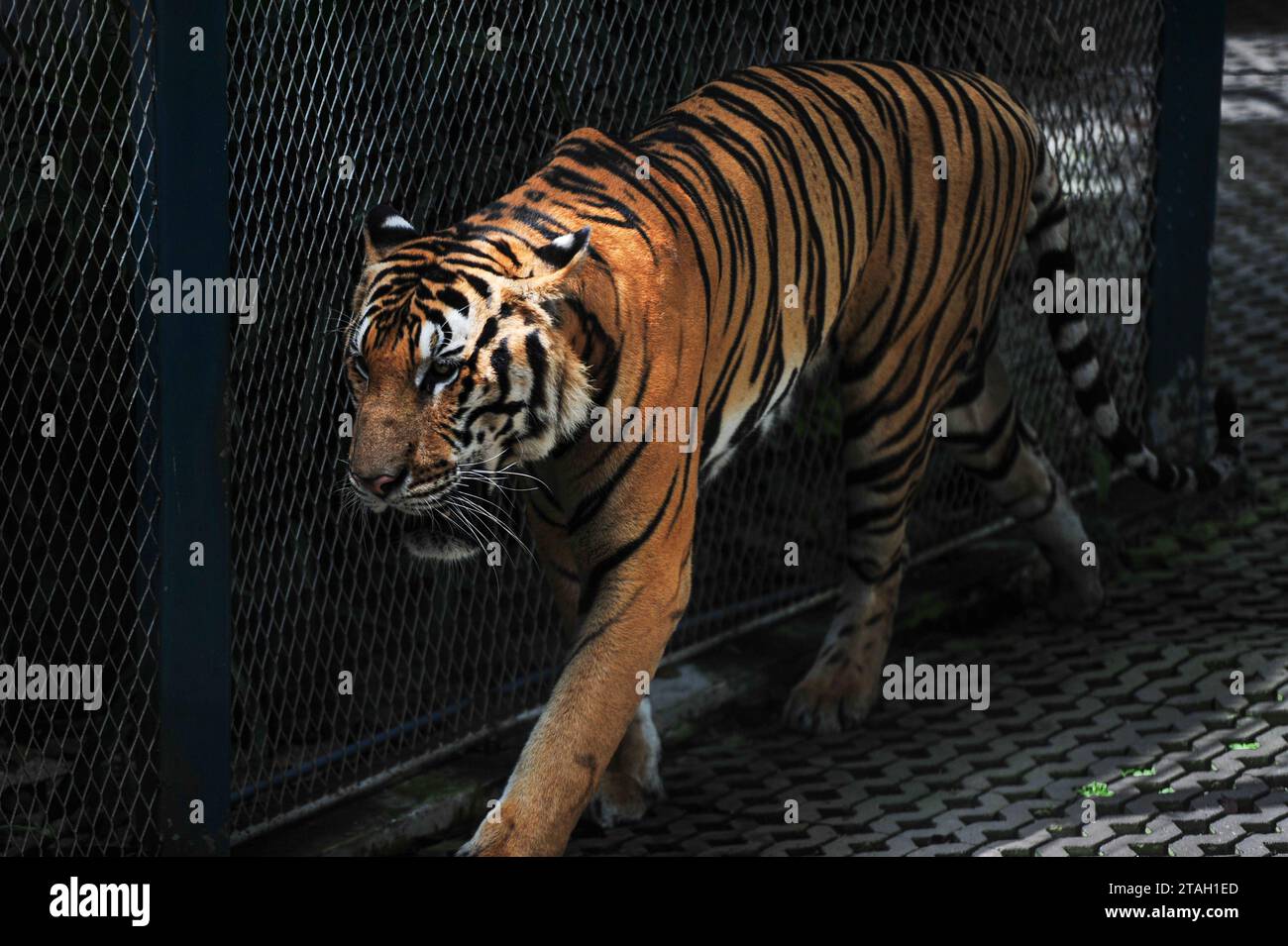 Bangkok tigers hi-res stock photography and images - Alamy