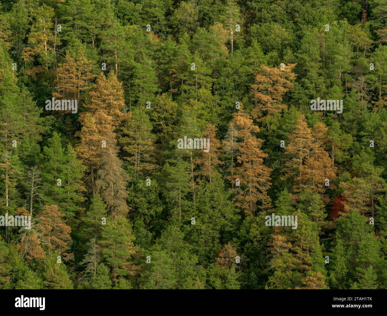Drought and death of many Scots pines in a forest in the Cadí-Moixeró ...
