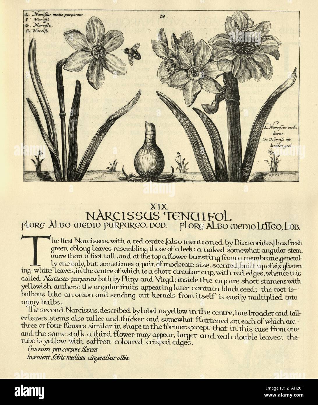 Botanical art print of Narcissus tenuifolius, bulbous herbaceous ...