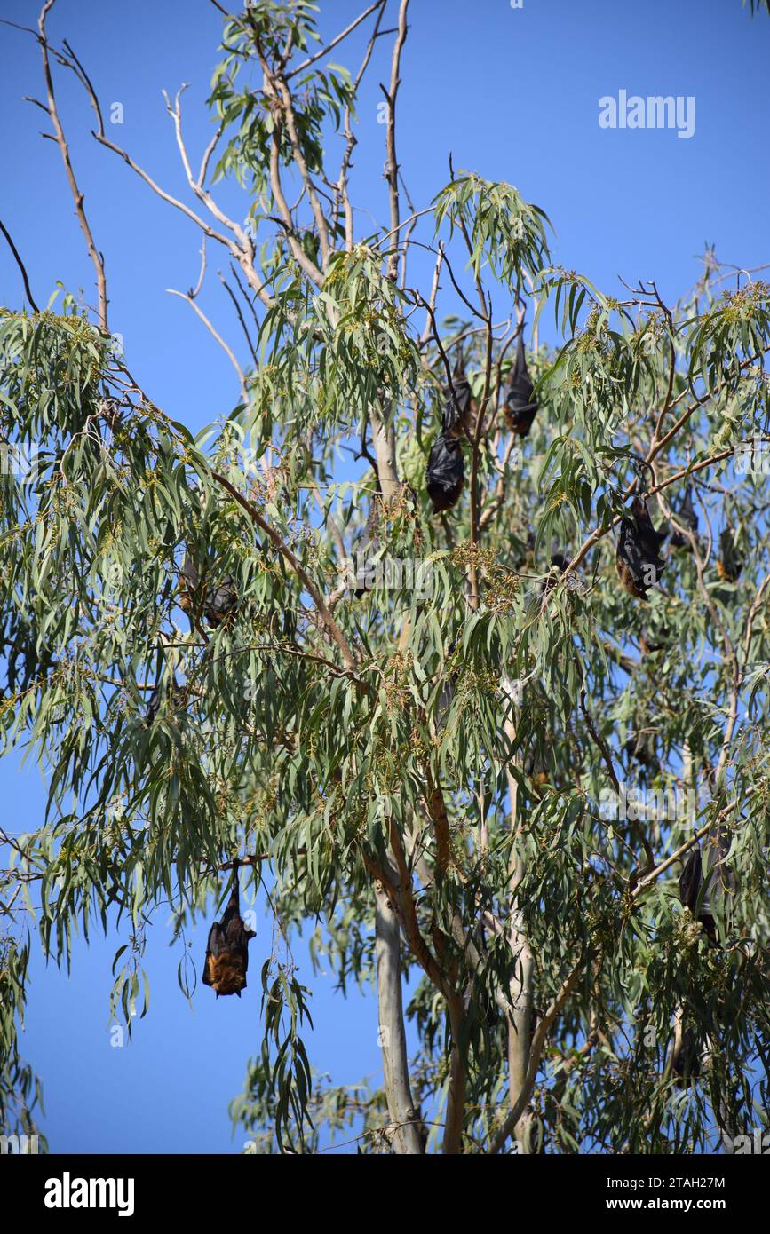 Indian flying foxes (anso known as Pteropus medius) hanging on a tree ...