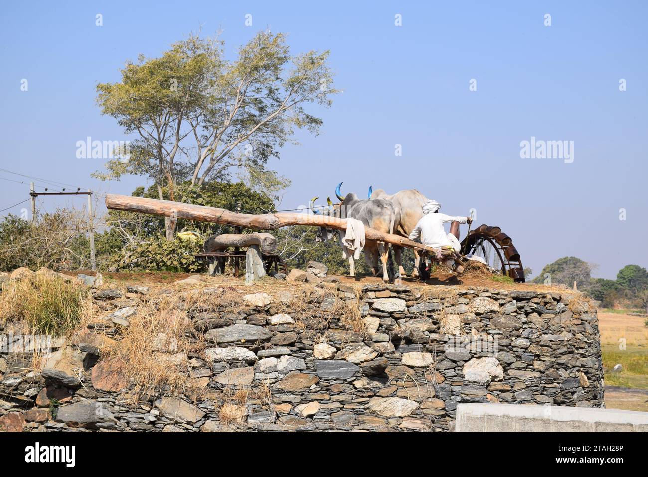 Indian man and his cow extracts water on an old mill on the way to ...