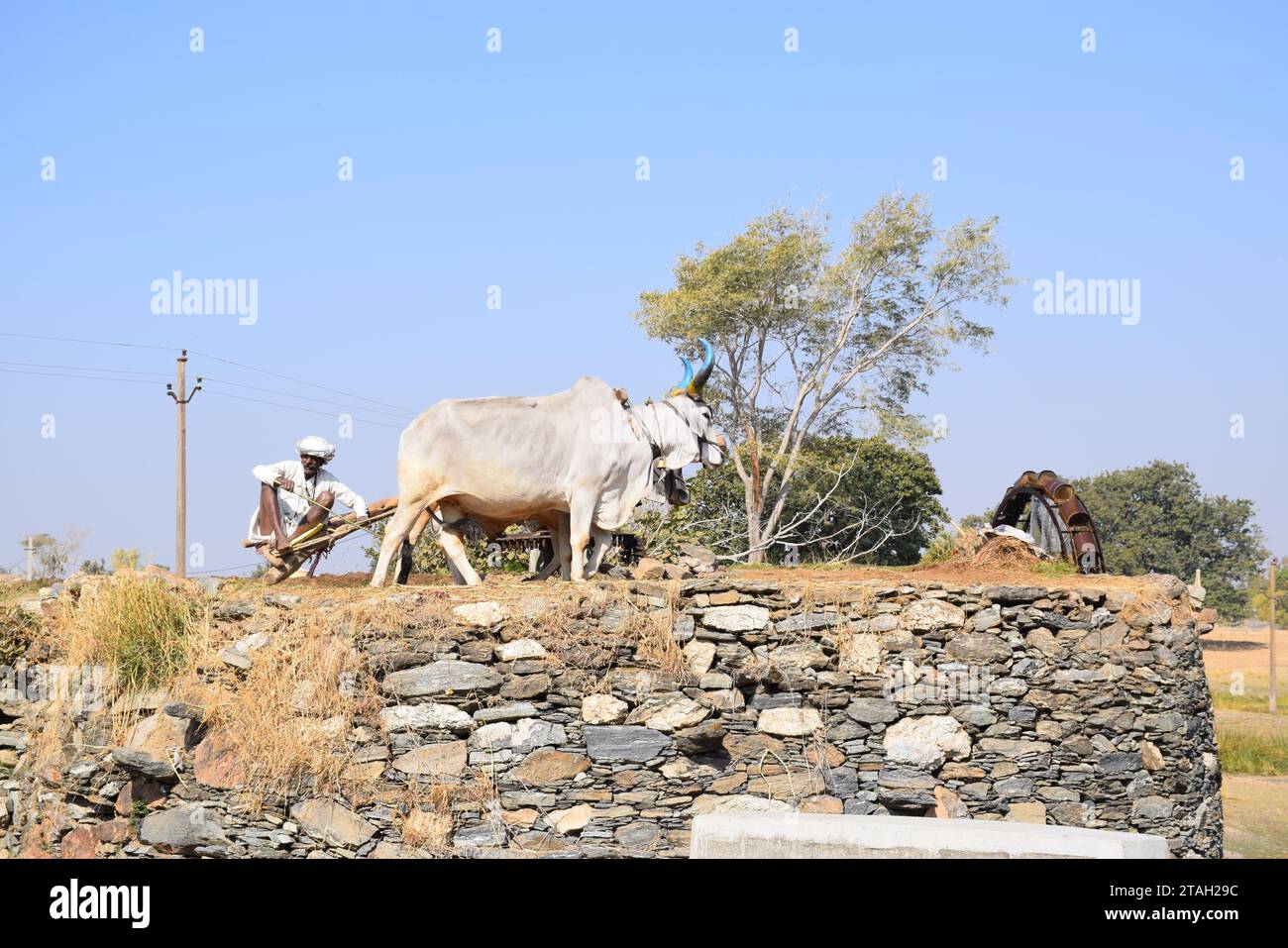 Indian man and his cow extracts water on an old mill on the way to ...