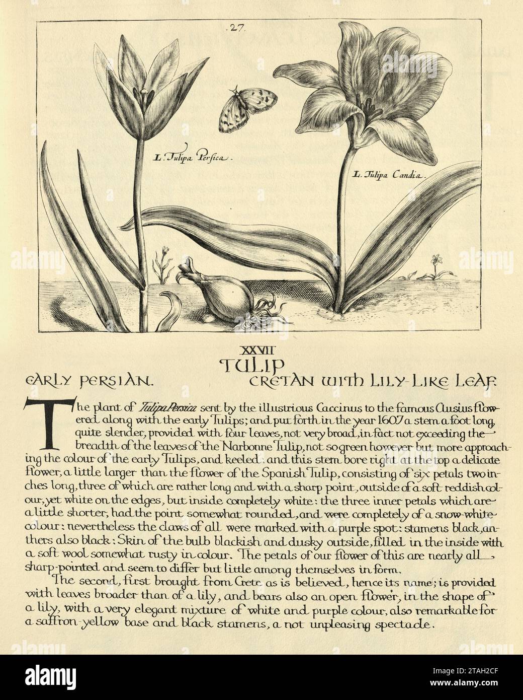 Botanical art print of Early Persian Tulip, Cretan with lily like leaf ...