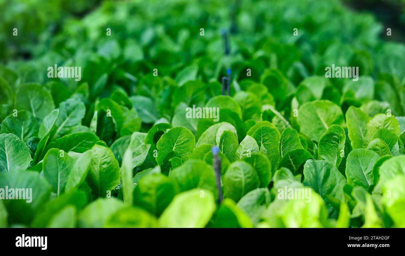 Fresh organic lettuce growing in organic farm. Harvesting, agricultural ...