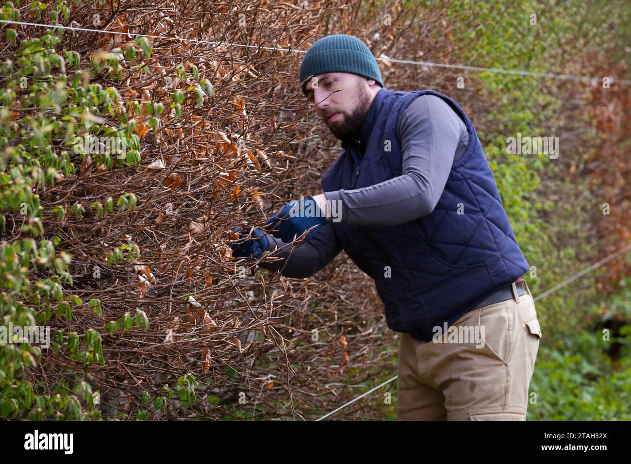 Hedge from different varieties of trees and bushes, gardener levels and ...