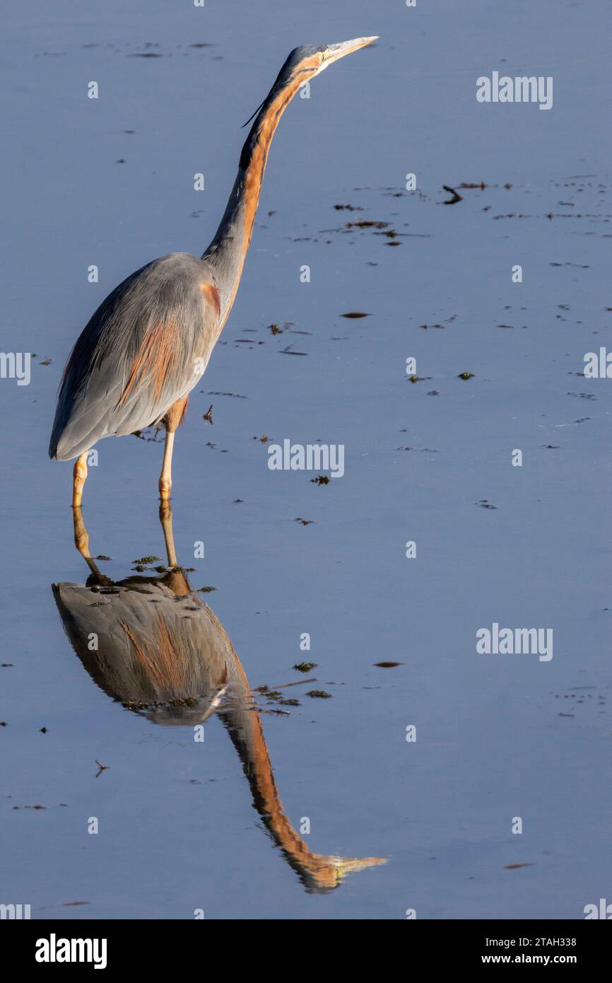 purple heron (Ardea purpurea), Nile River, Luxor, Egypt Stock Photo - Alamy