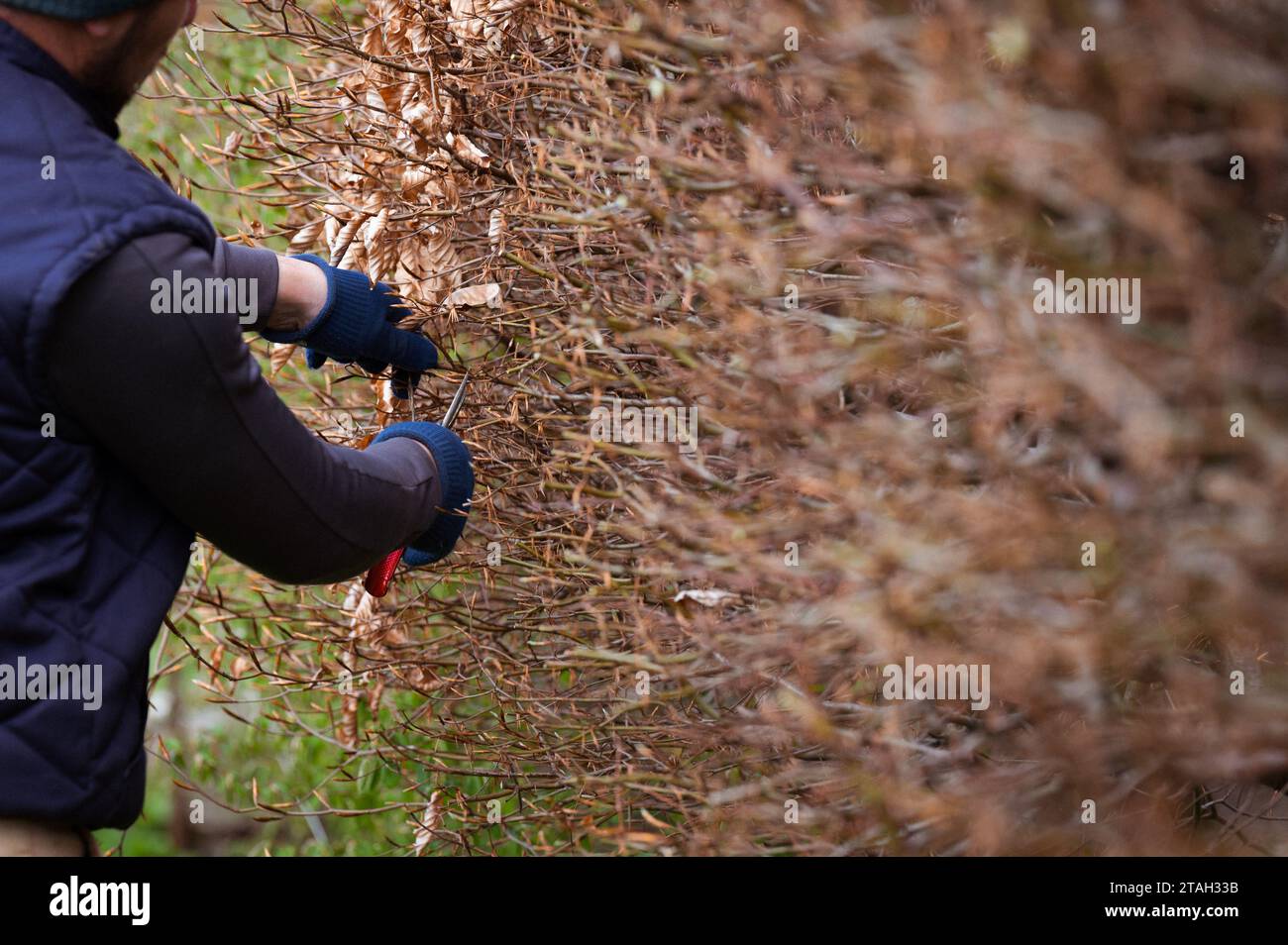 Cleaning the garden in early spring, cutting the hedge, which is still ...