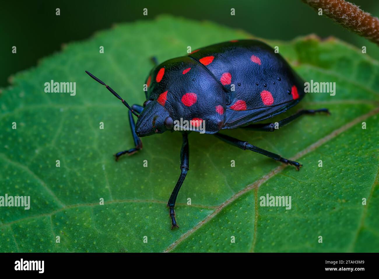 A black and red spotted Chaya bug crawling across a vibrant green leaf ...