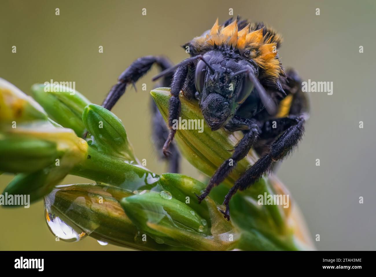 A close-up of a yellow and black bumblebee in the rain Stock Photo - Alamy