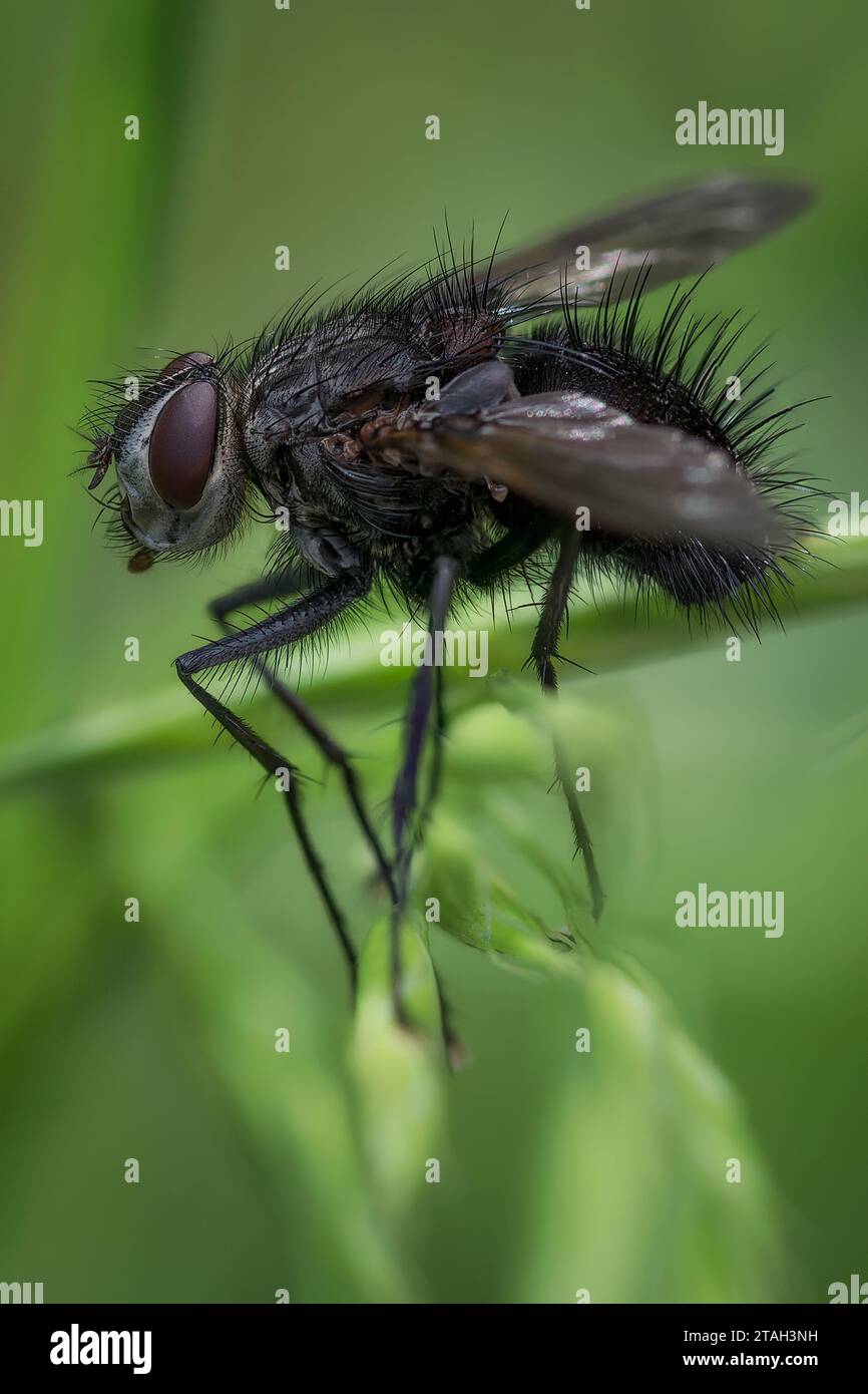 A closeup of a fly perched on a green grass stem, wings extended Stock ...