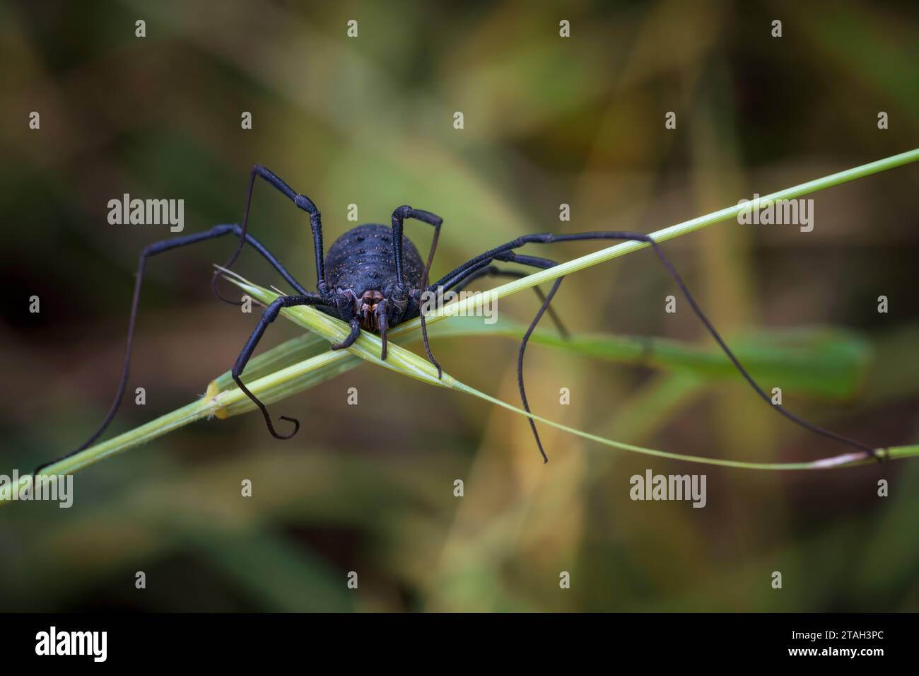 A close-up of a black Opiliones family spider perched on a green leaf ...