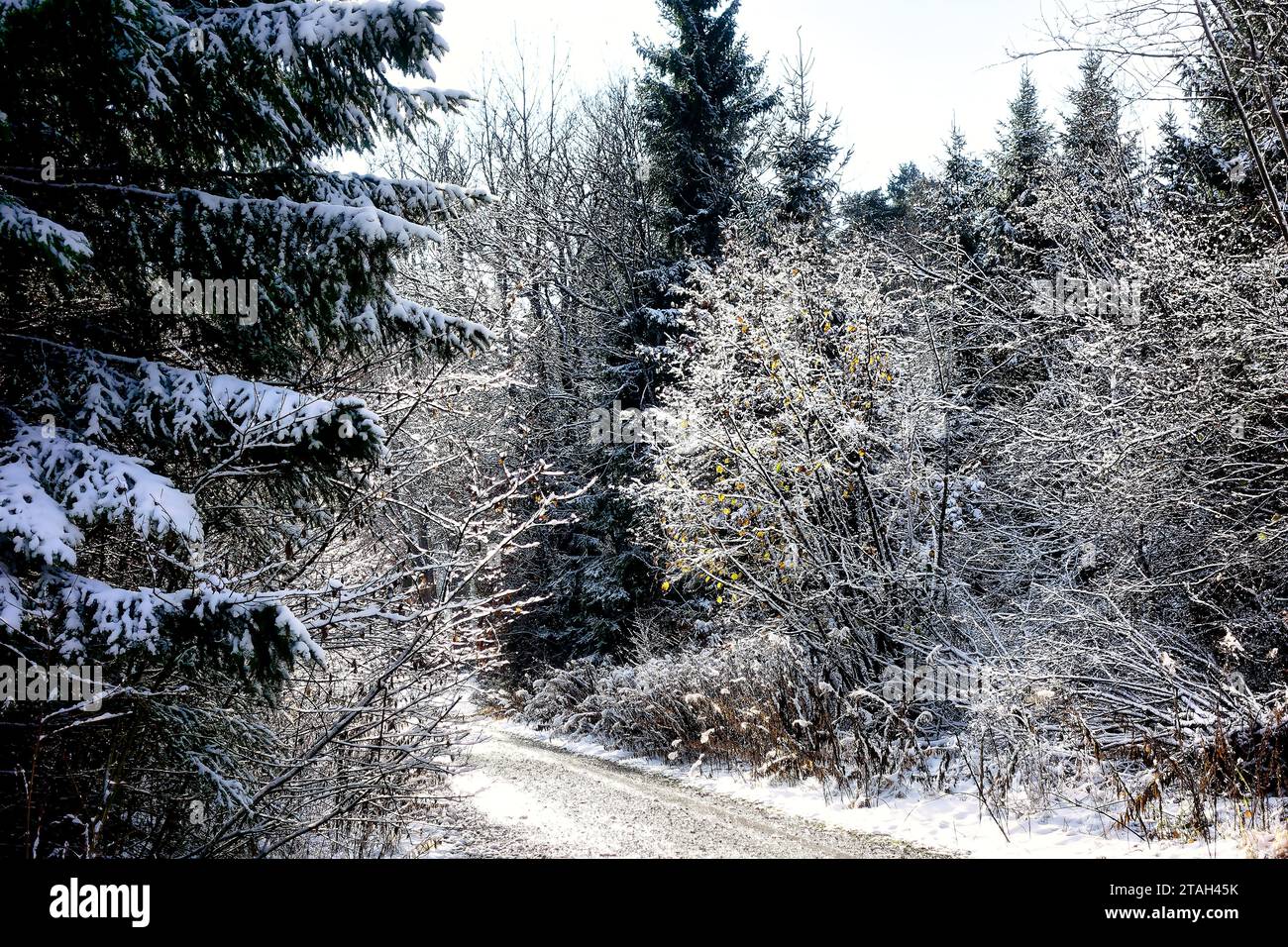 View of a German winter landscape with snow and a blue sky with clouds ...