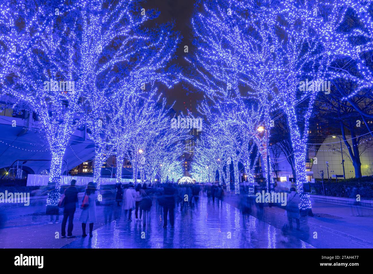 Shibuya Blue Cave winter illumination festival, beautiful view, popular ...