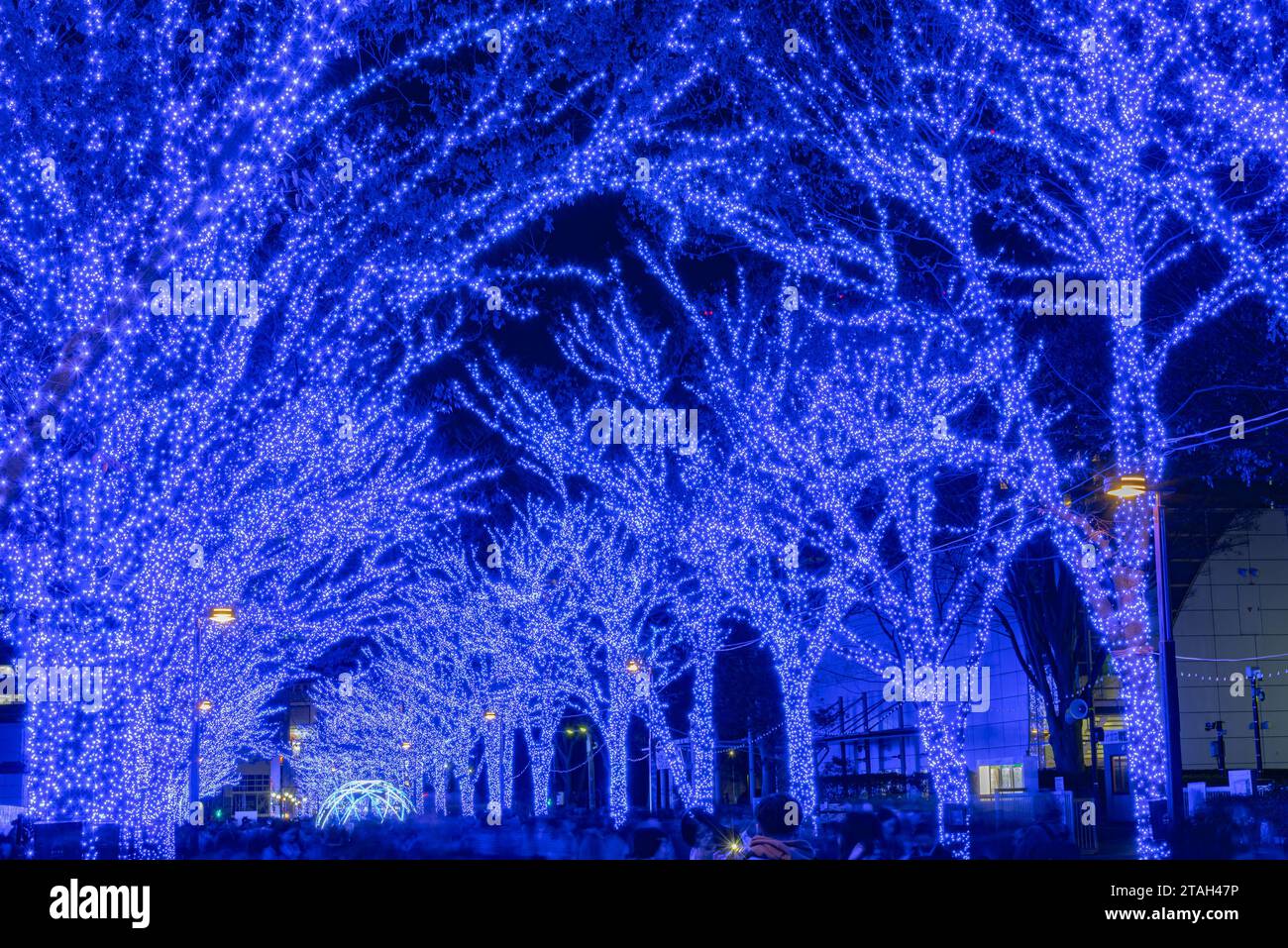 Shibuya Blue Cave winter illumination festival, beautiful view, popular ...
