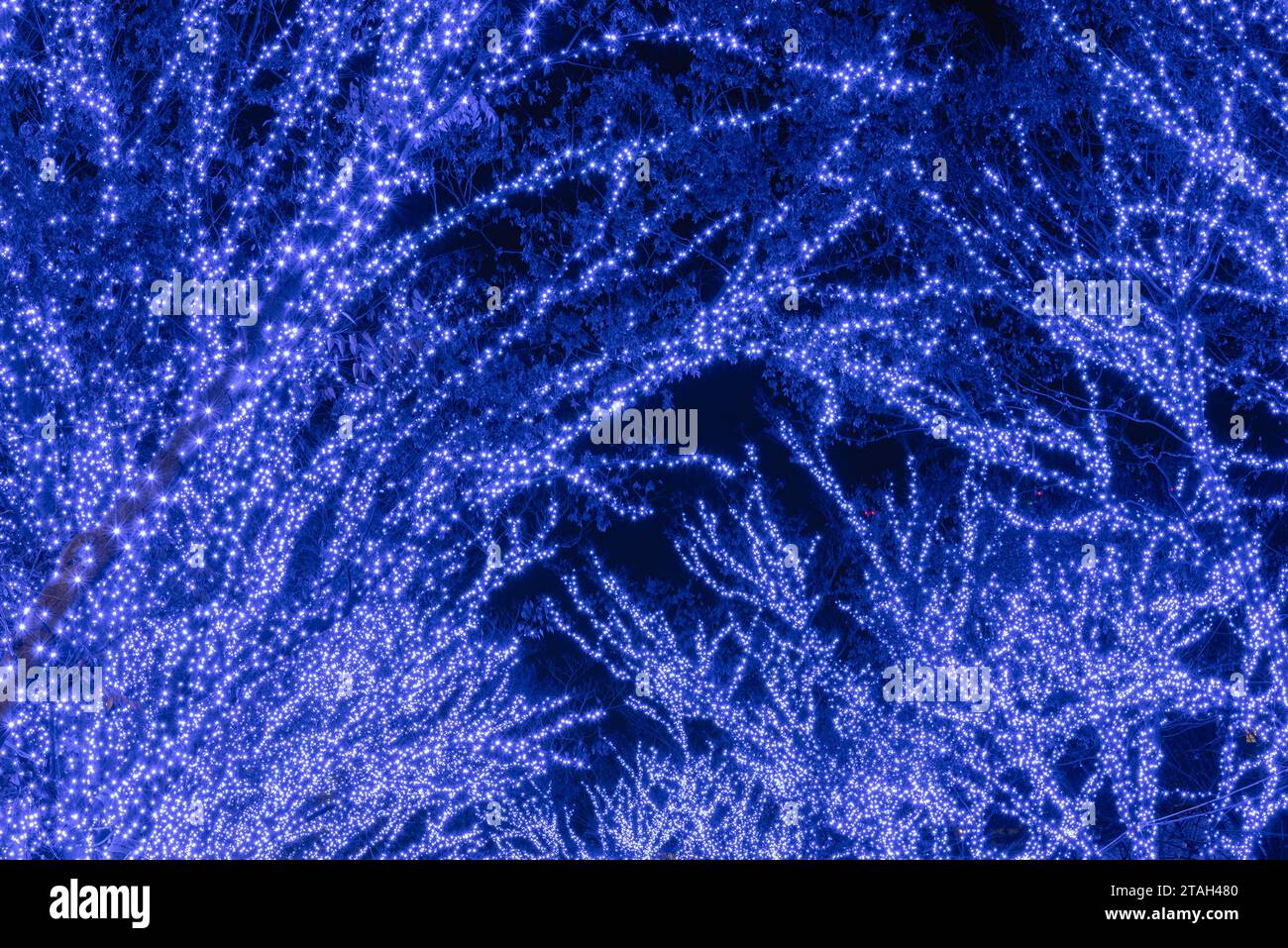 Shibuya Blue Cave winter illumination festival, beautiful view, popular ...