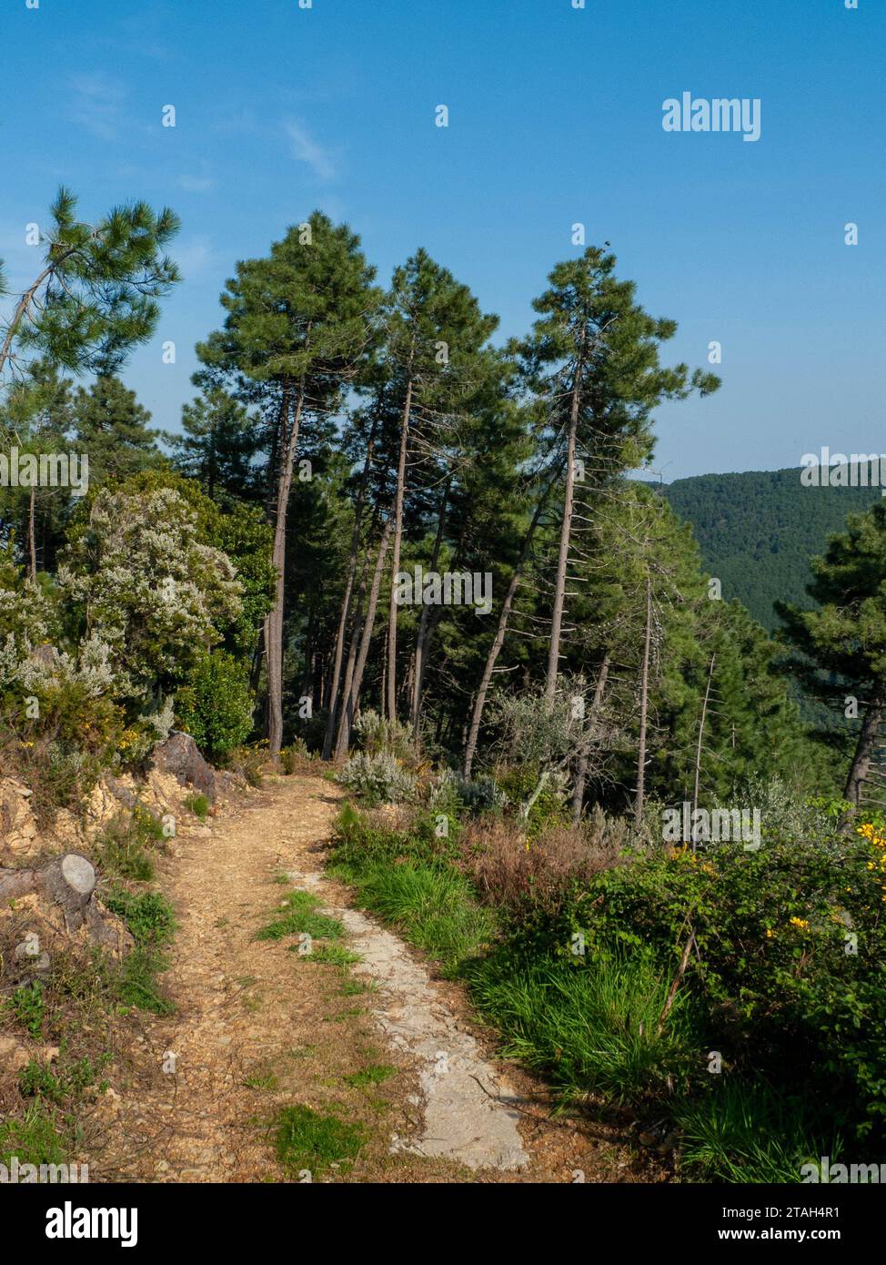 Pine tree hillside walk hi-res stock photography and images - Alamy