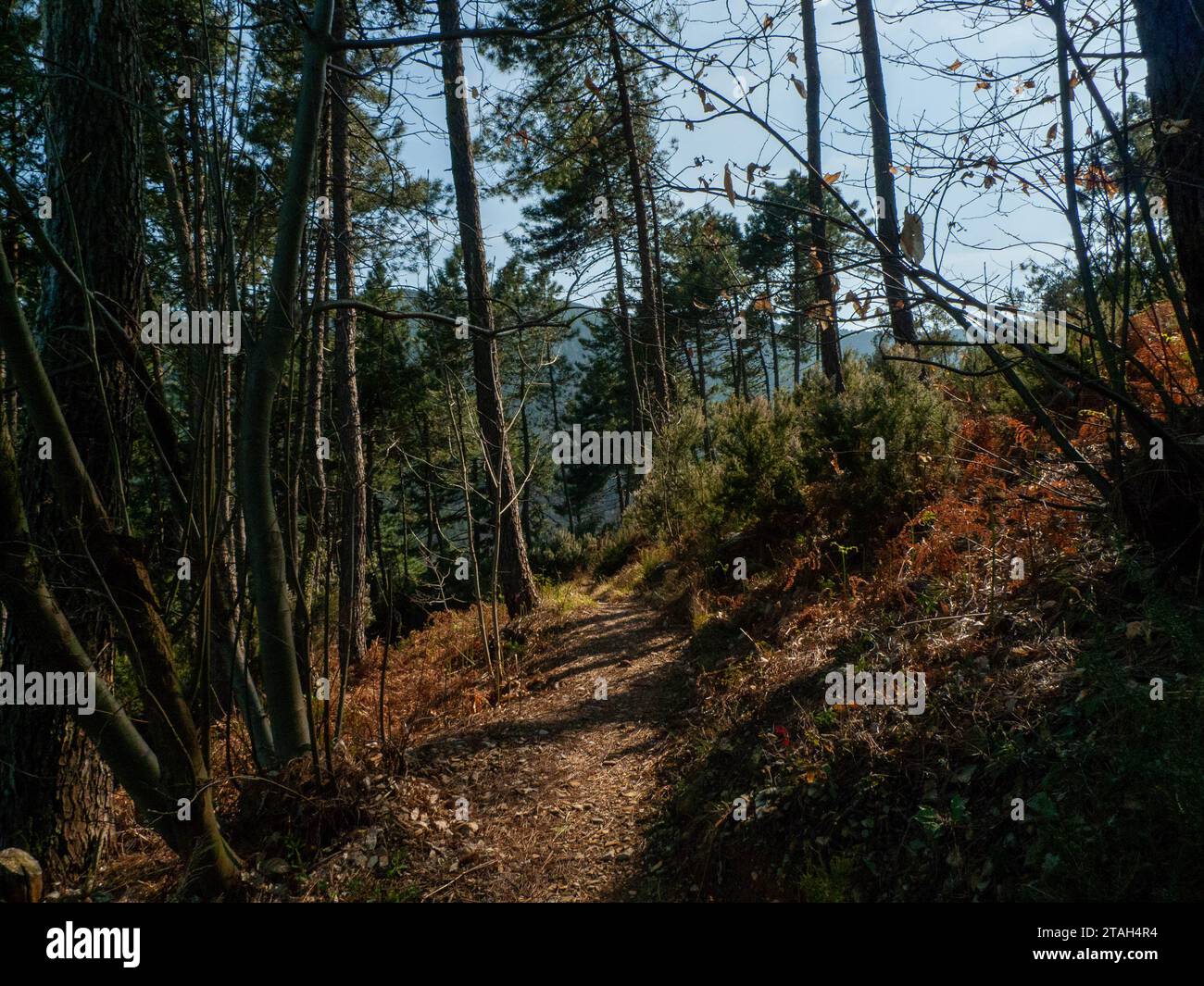 Pine tree hillside walk hi-res stock photography and images - Alamy