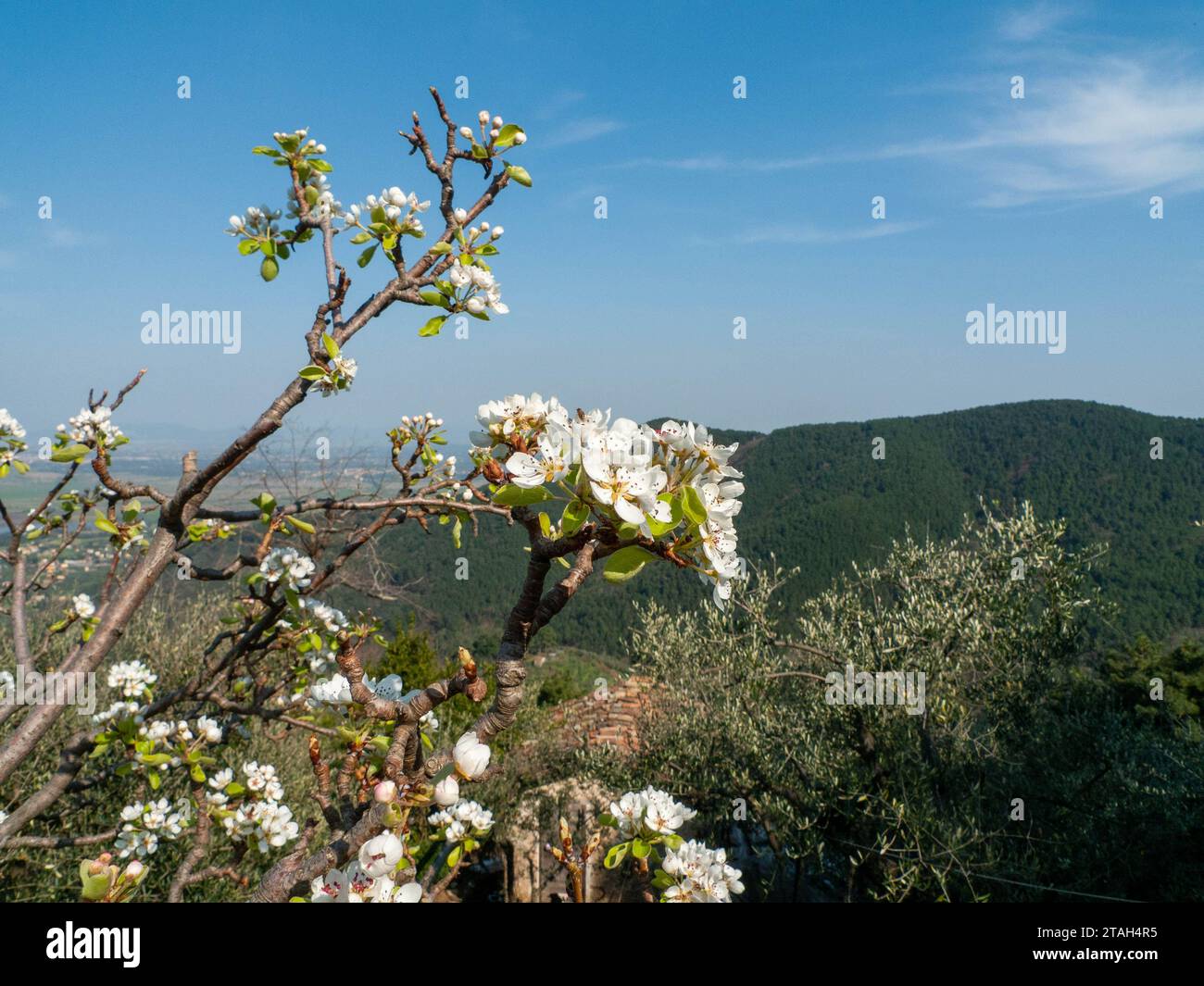 Italian flowering bush against summer sky with hills in the background ...