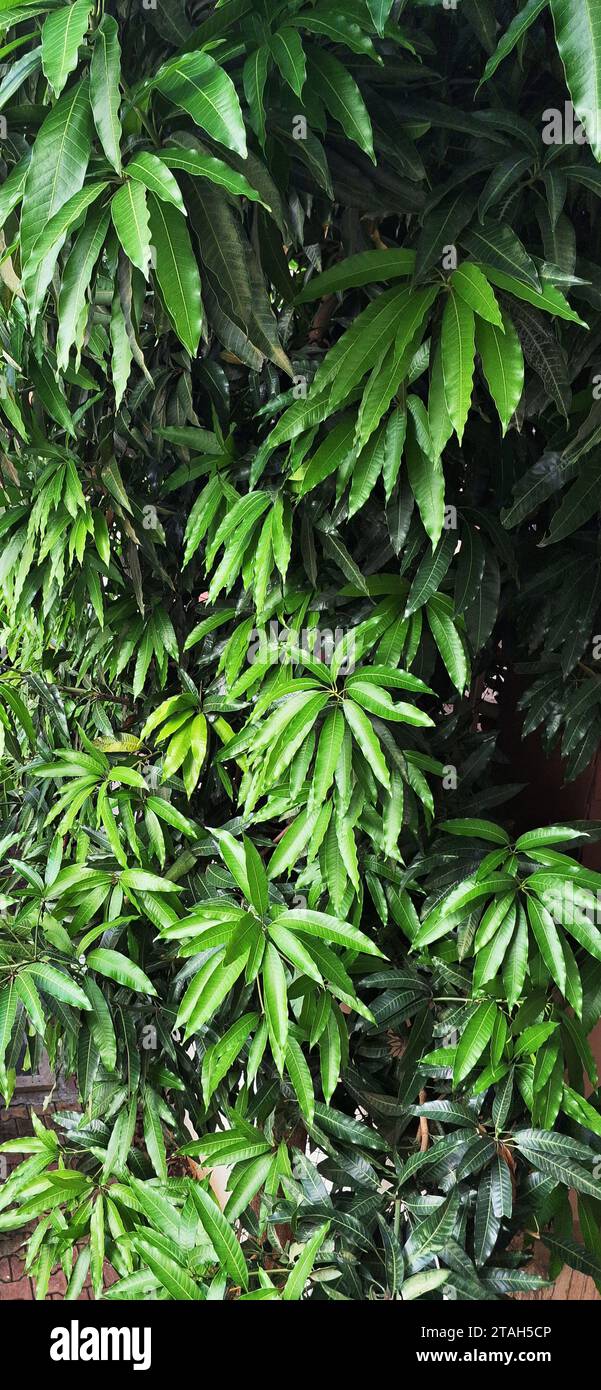 Mango tree: Enchanting Close-Up, Mango Tree's Natural Beauty Captured ...