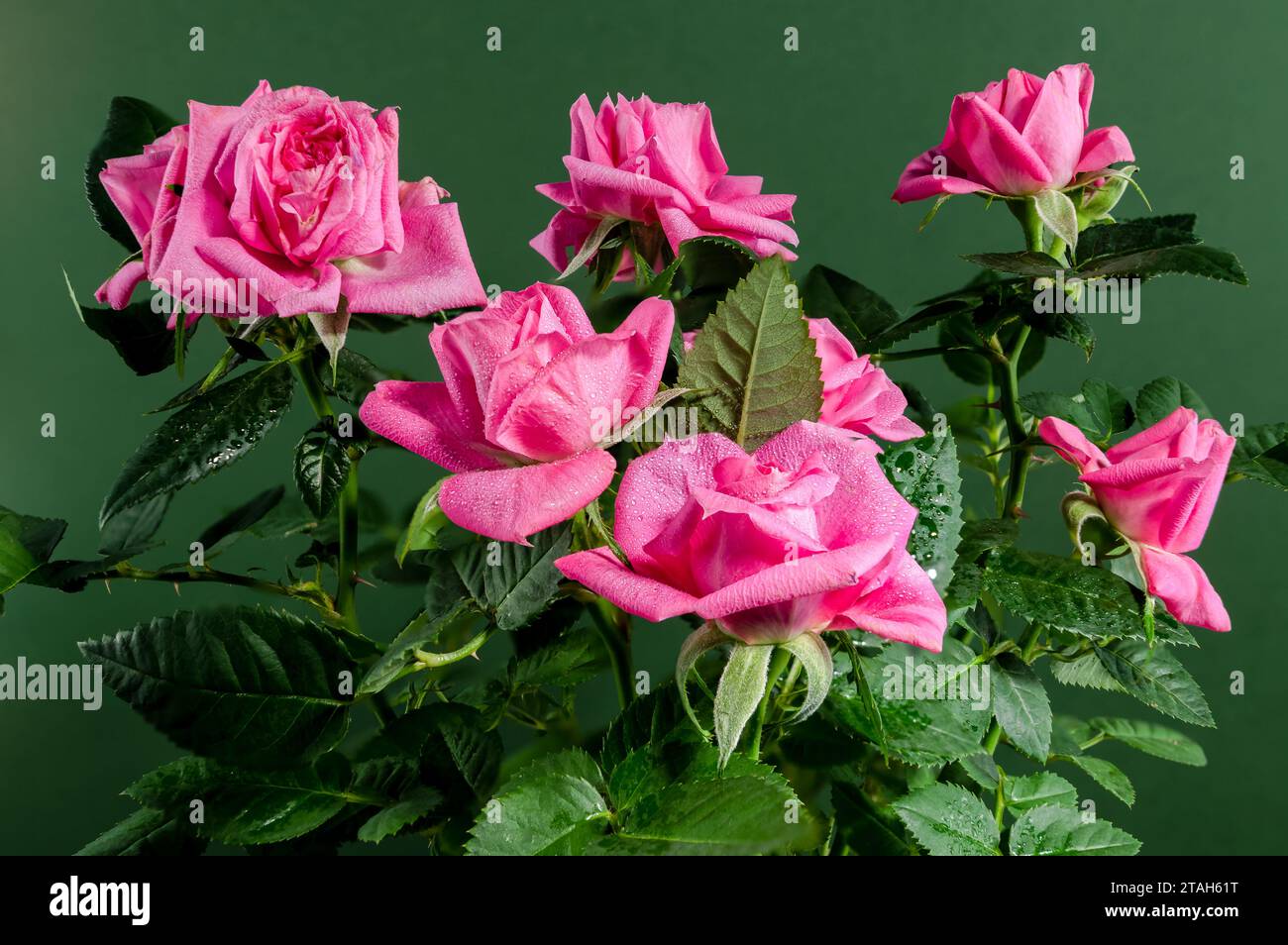Hot kiss kordana hi-res stock photography and images - Alamy