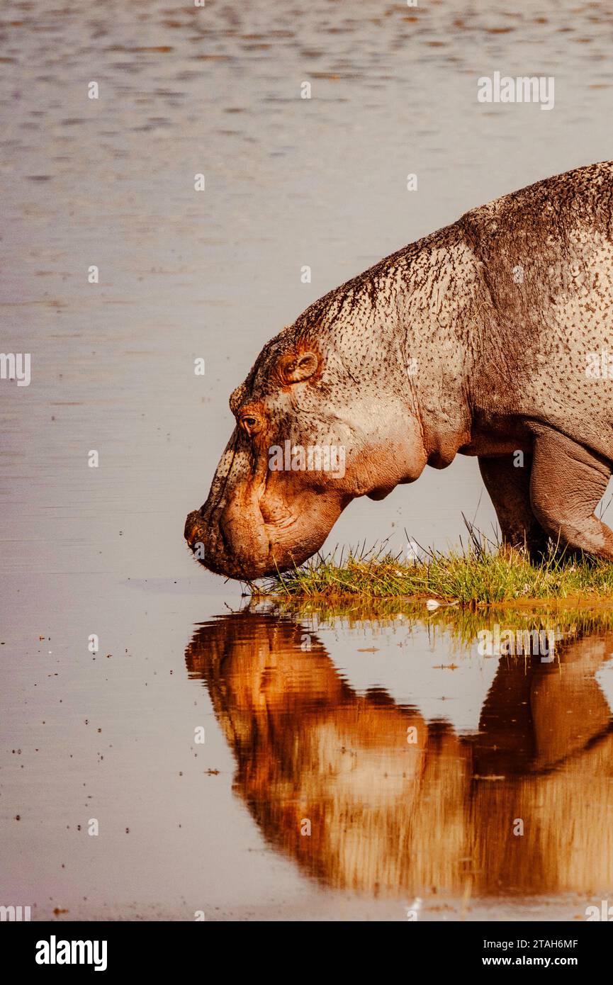 Portrait of a hippo in a pond of water showing reflection at Amboseli ...