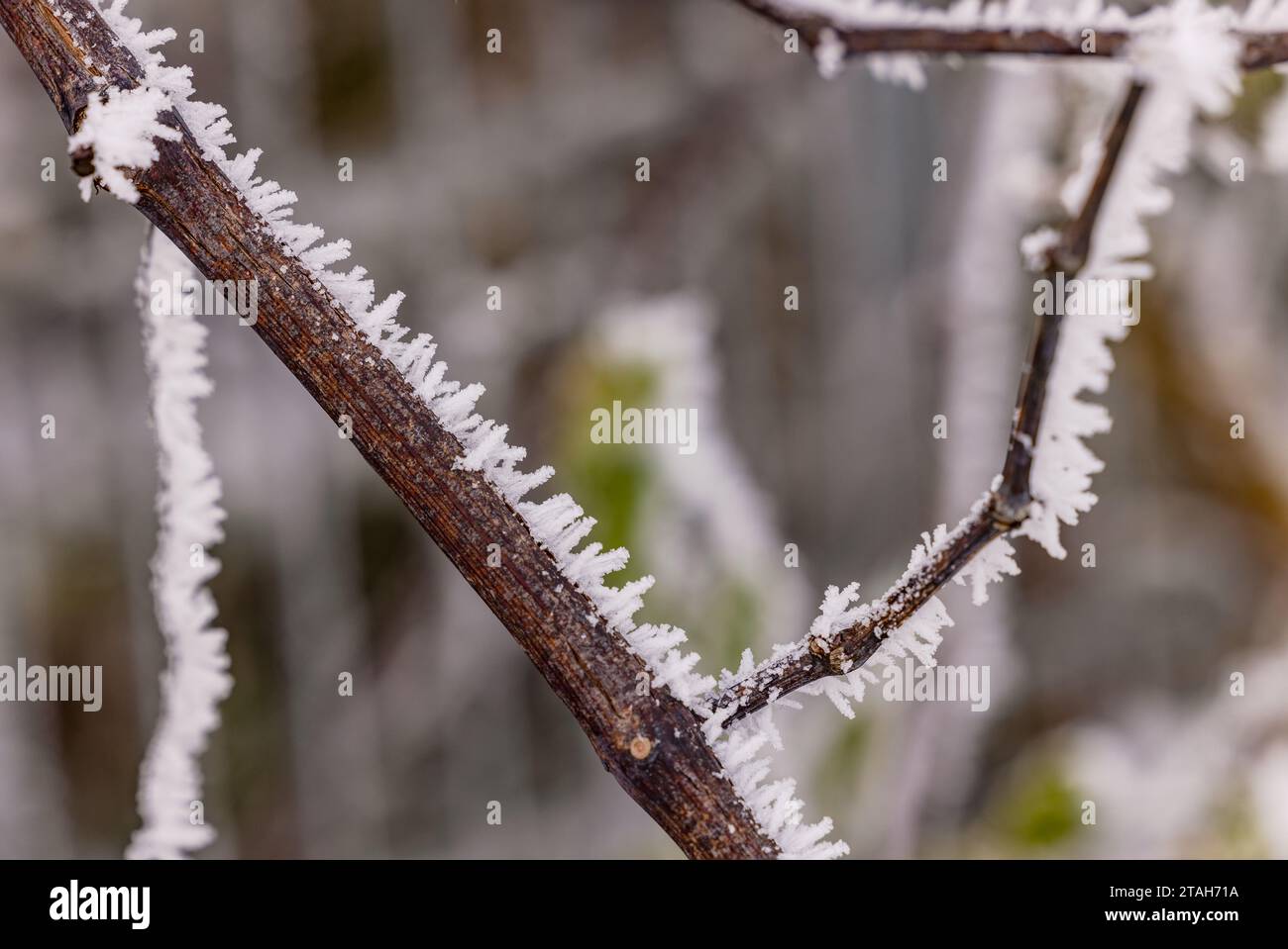 Brown branch with long white crystals of ice cropped in winter garden ...