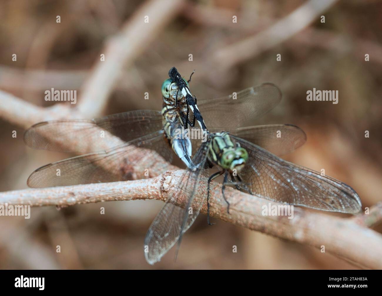 Two large dragonflies hi-res stock photography and images - Alamy
