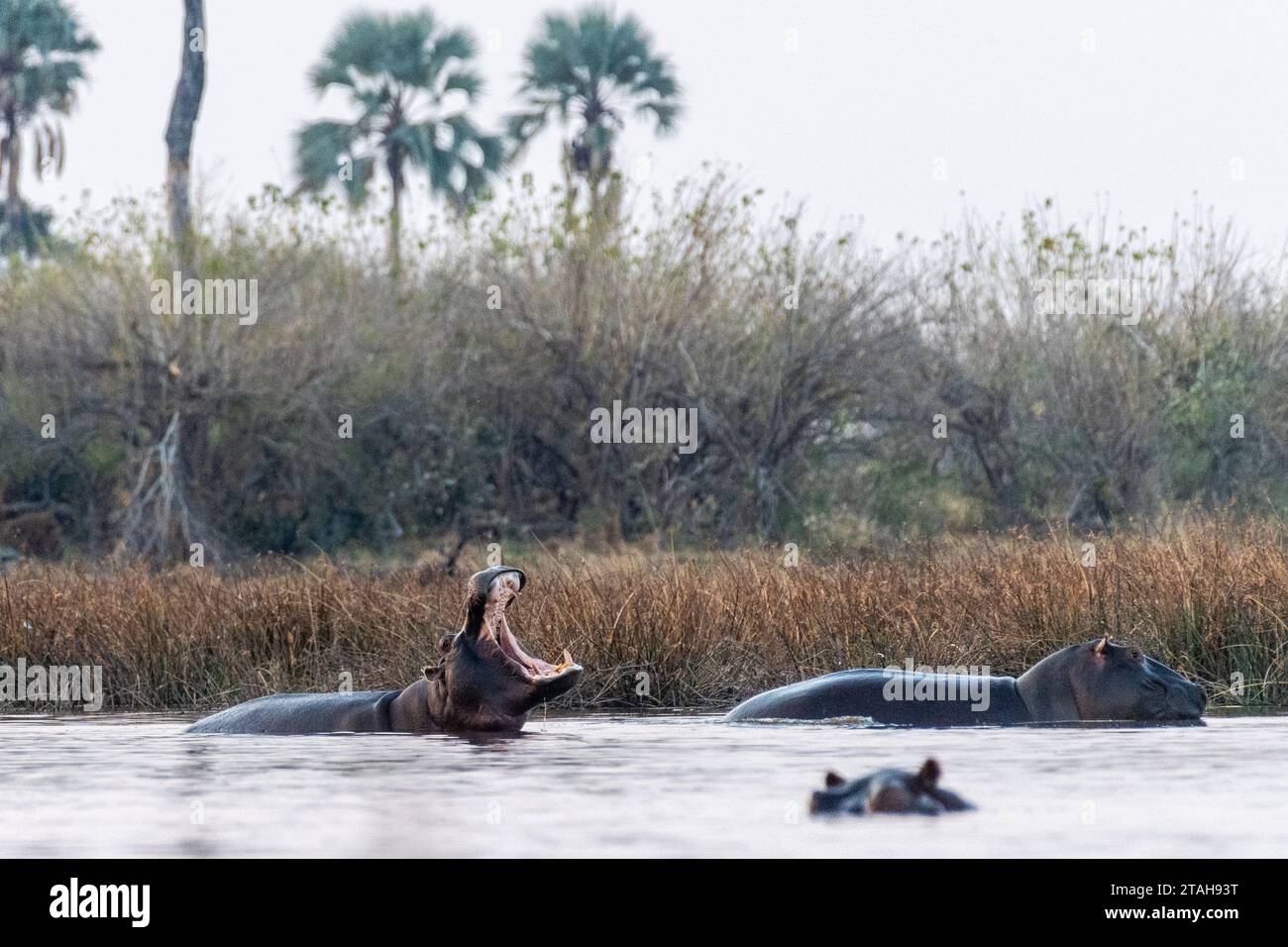 Telephoto shot of the head of a partially submerged hippopotamus, Hippopotamus amphibius, being ...