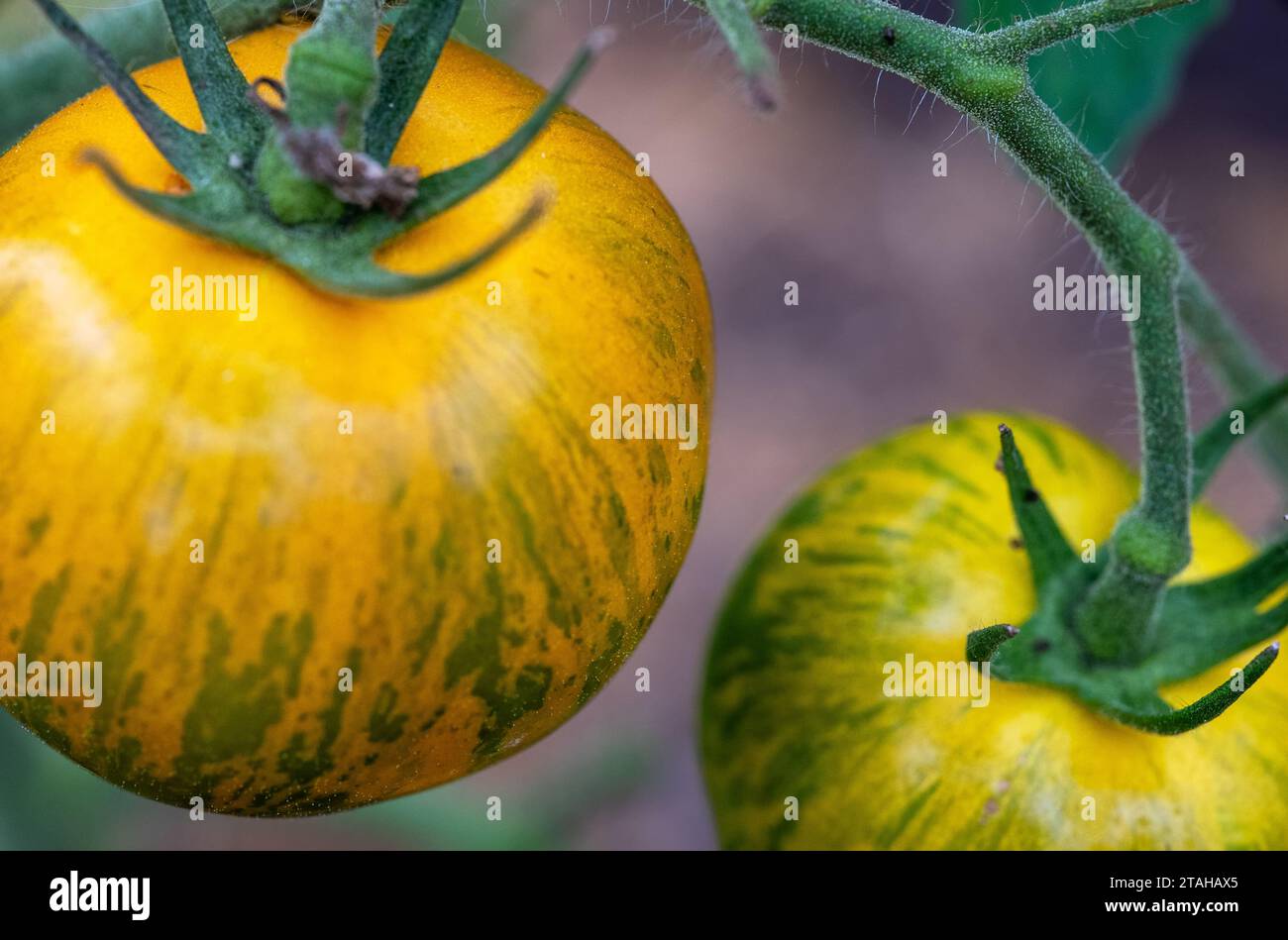 Green gold zebra tomatoes in a greenhouse Stock Photo - Alamy