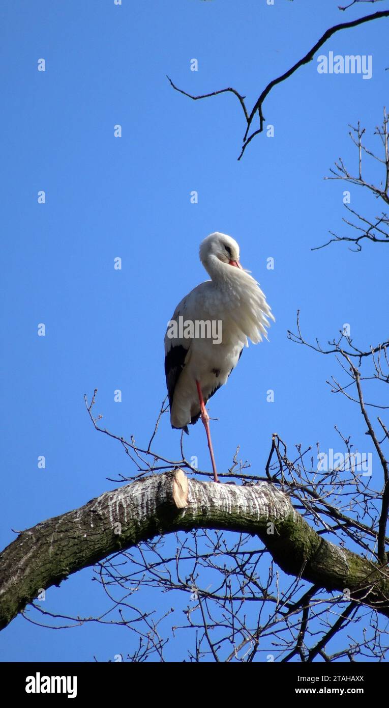Stork standing on one leg hi-res stock photography and images - Alamy