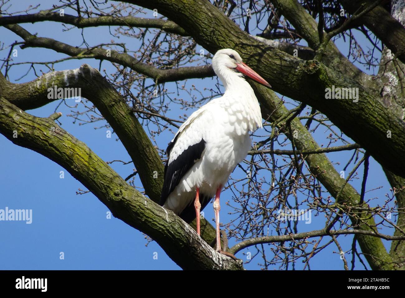 Blue stork standing hi-res stock photography and images - Alamy