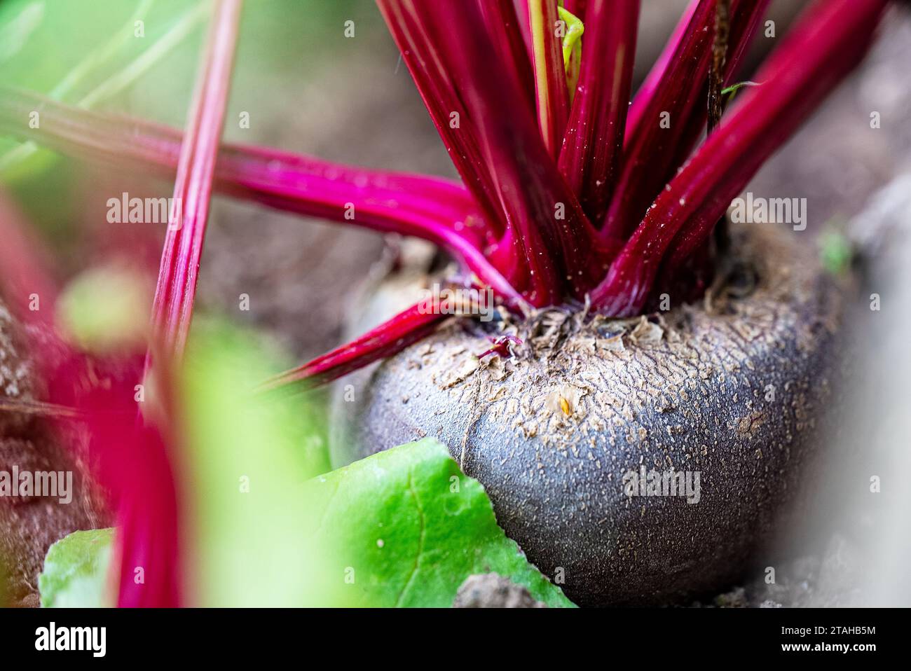 Beetroot root in a vegetable greenhouse Stock Photo - Alamy