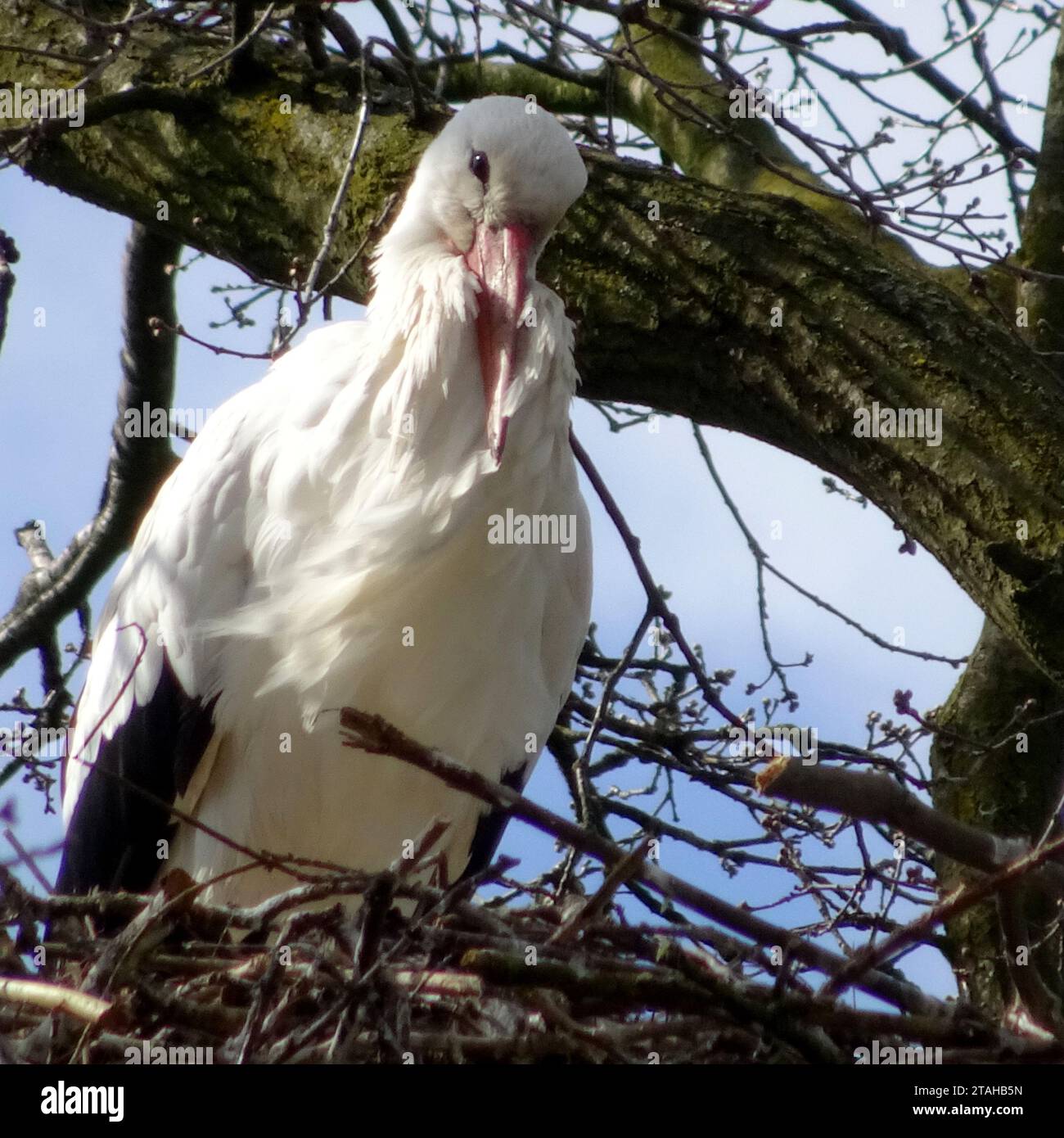 White stork sits on tree hi-res stock photography and images - Alamy