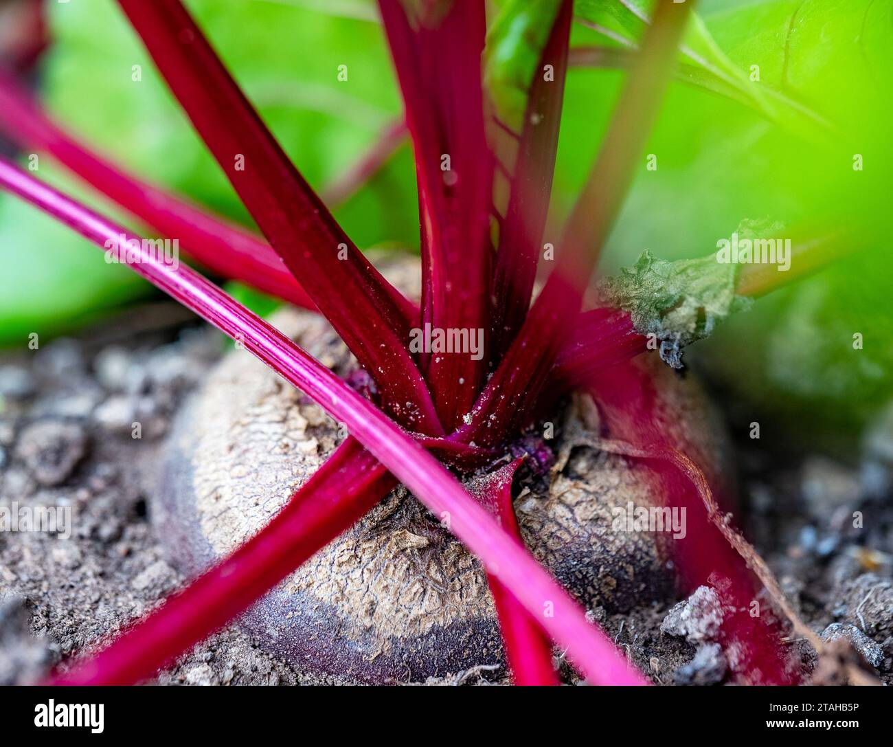 Beetroot root in a vegetable greenhouse Stock Photo - Alamy