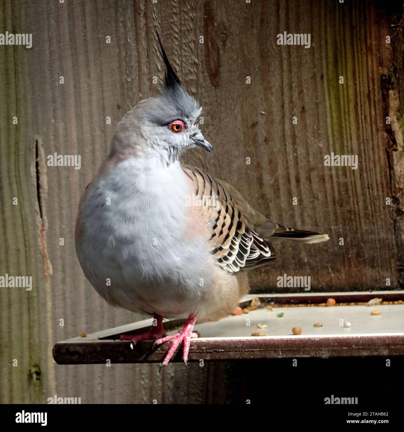 Head crowned pigeon hi-res stock photography and images - Alamy