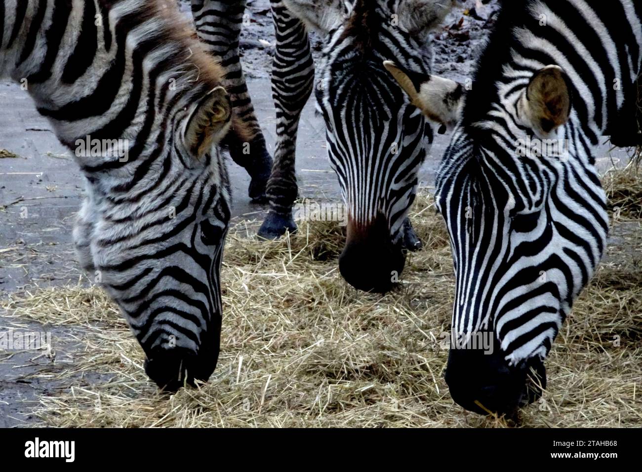 Close Up of three zebras eating hay Stock Photo - Alamy