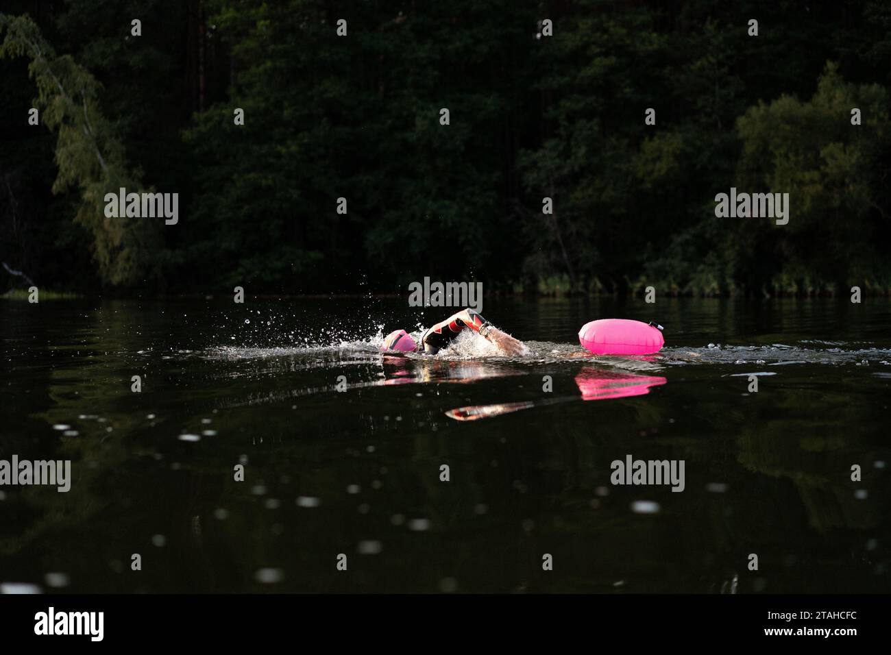 Professional swimmer in a wetsuit swims in open water on a lake Stock ...