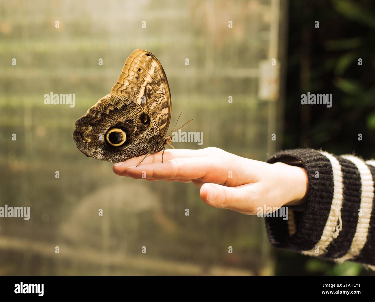 close up of a big beautiful butterfly sat on a child's hand Stock Photo ...