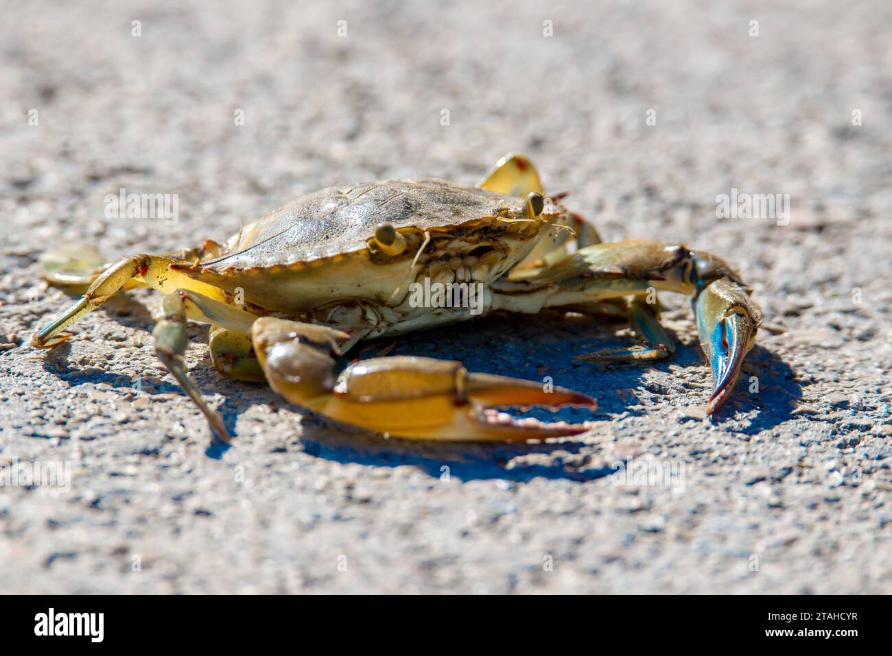 A close-up of a blue crab (Callinectes sapidus) walking along a sandy ...