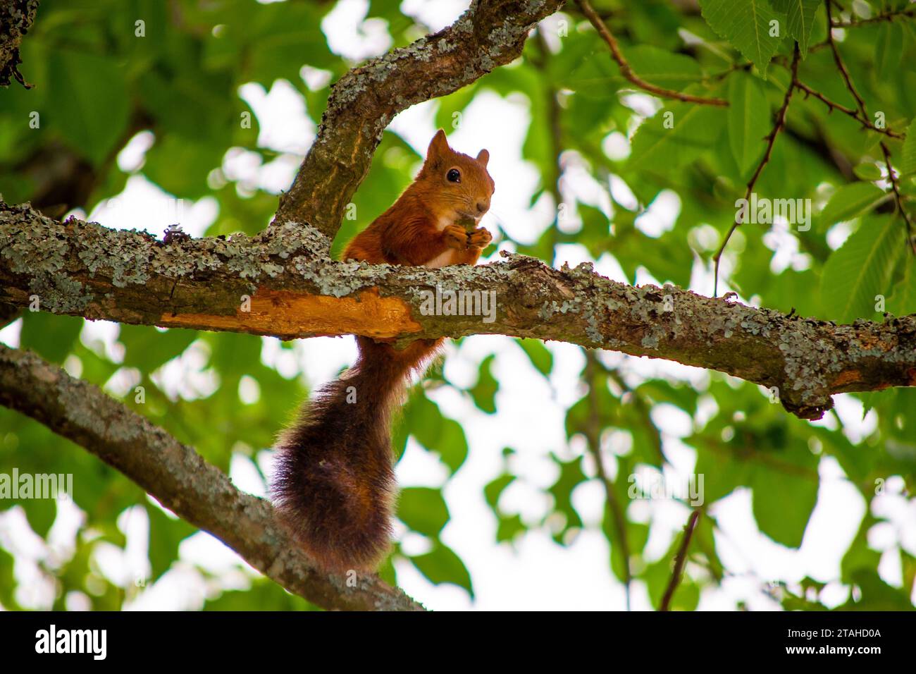 An adorable, Eurasian red squirrel (Sciurus vulgaris) perched atop a ...