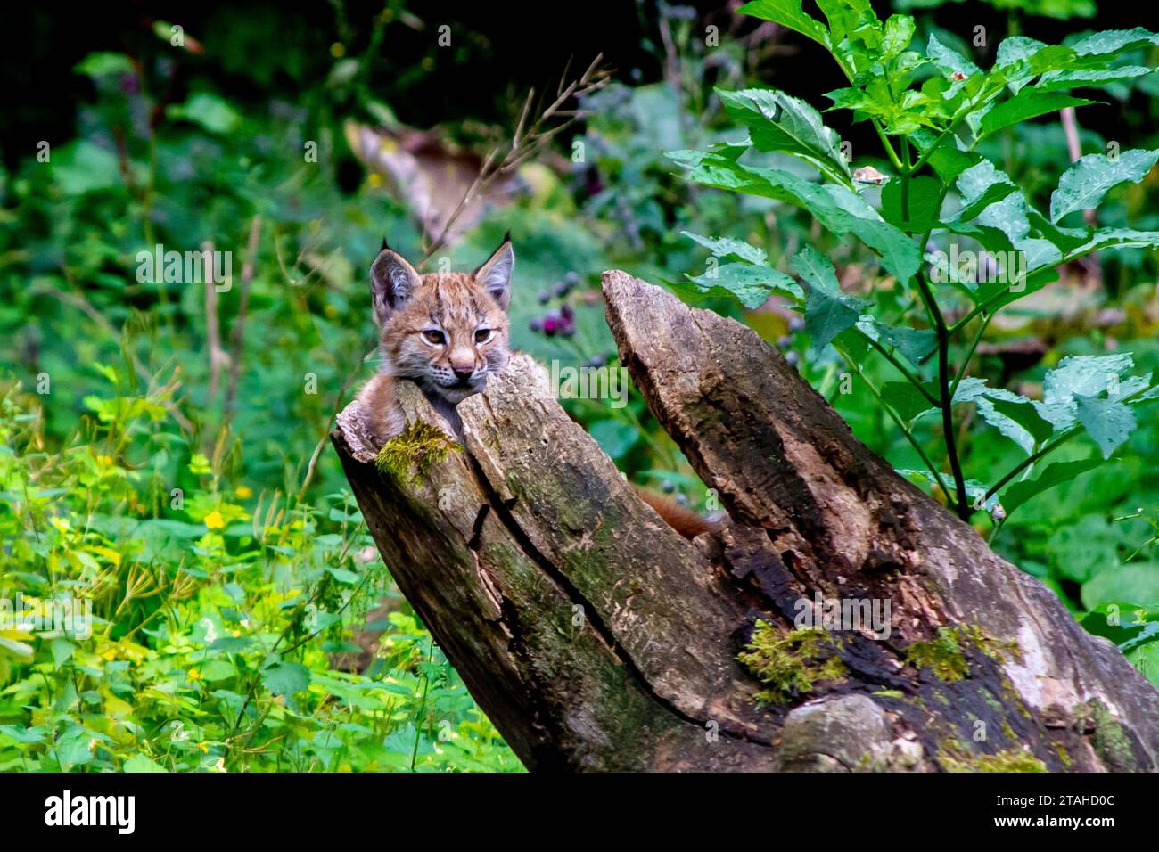 A young Eurasian lynx (Lynx lynx) perched atop a fallen tree in a lush ...