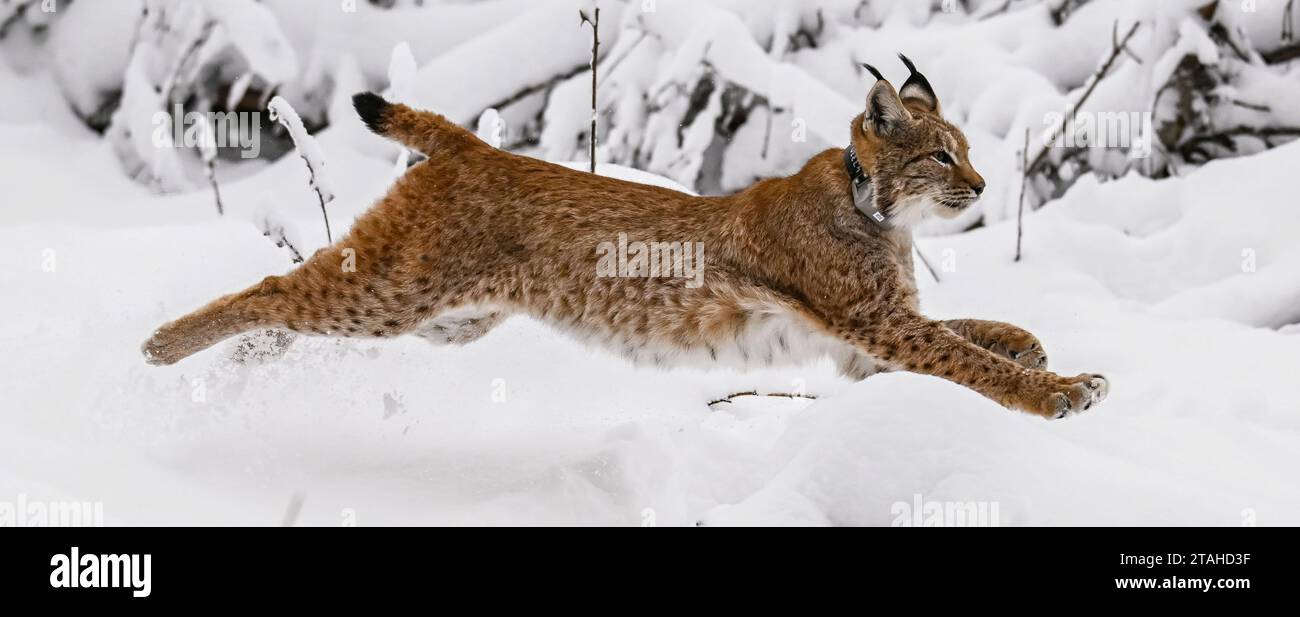 Gernsbach, Germany. 01st Dec, 2023. Lynx cat Finja runs into the snowy ...