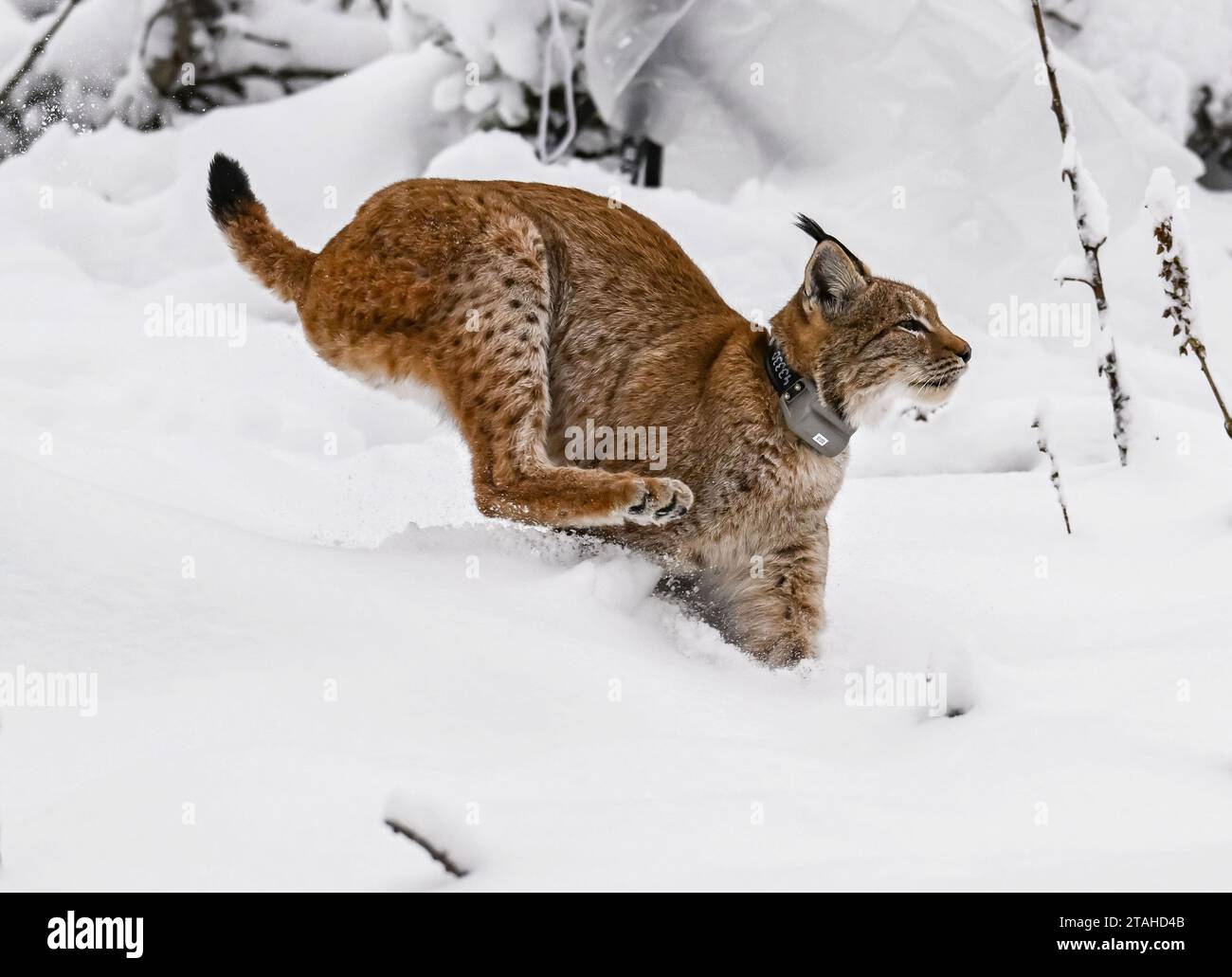 Lynx population hi-res stock photography and images - Alamy