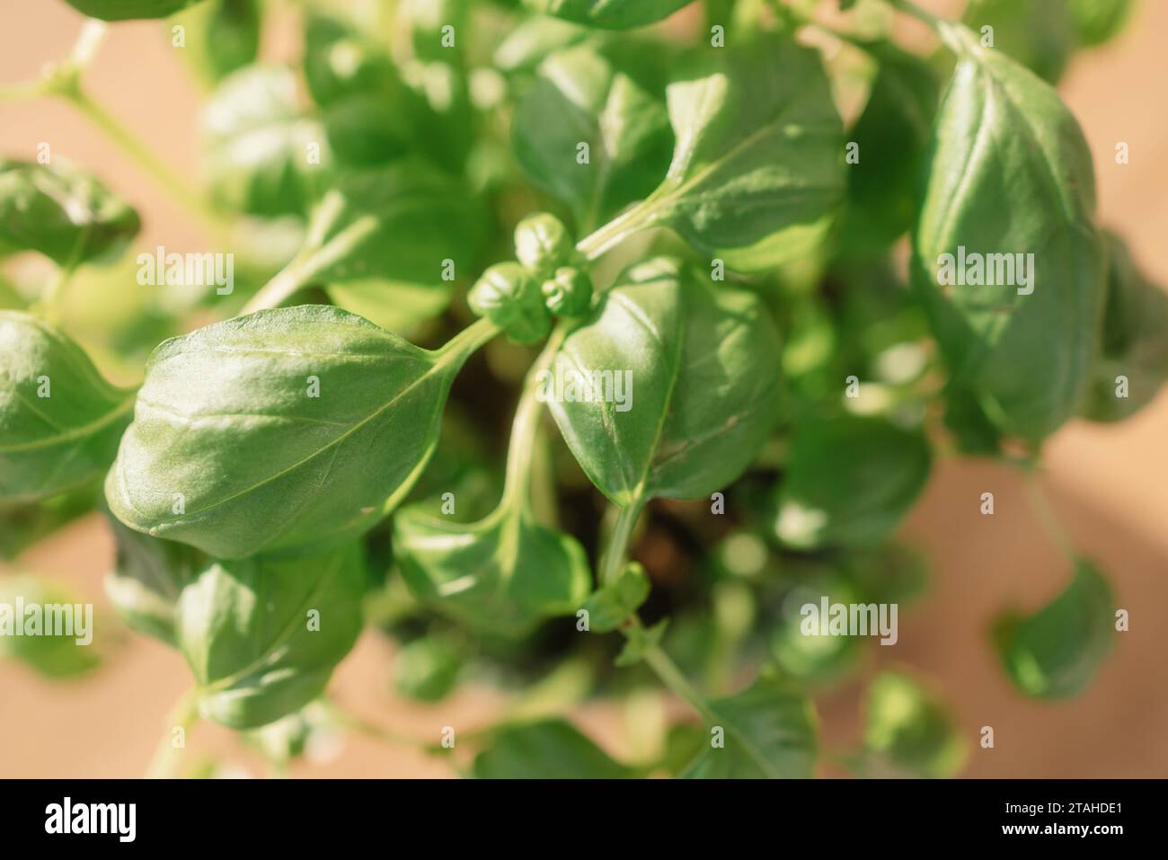 Home grown basil hi-res stock photography and images - Alamy