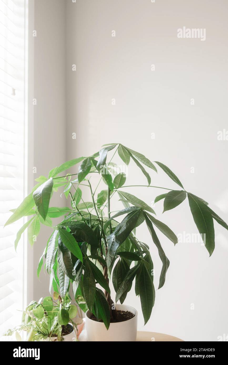 Simple house plant hi-res stock photography and images - Alamy