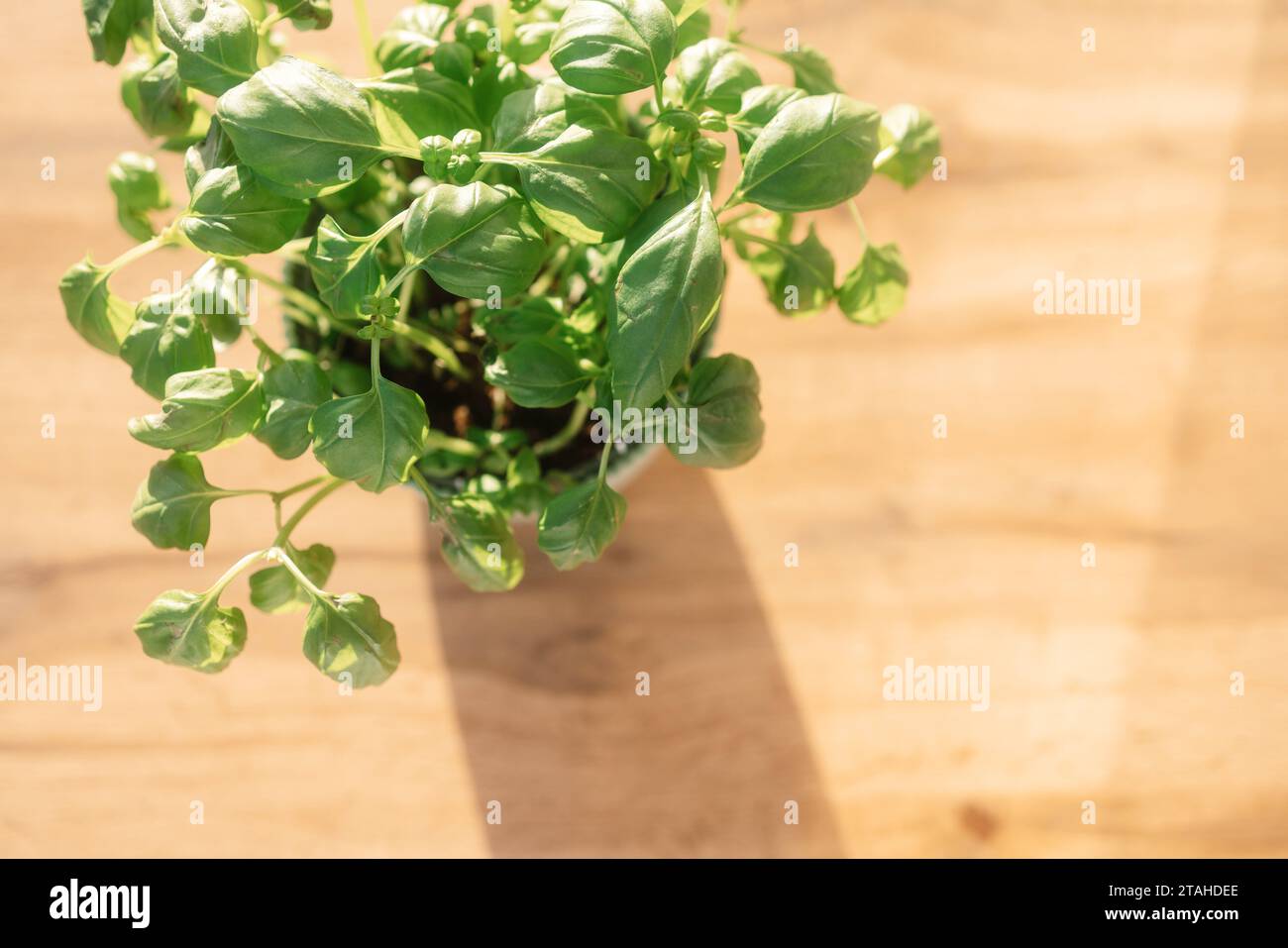 Basil start hi-res stock photography and images - Alamy