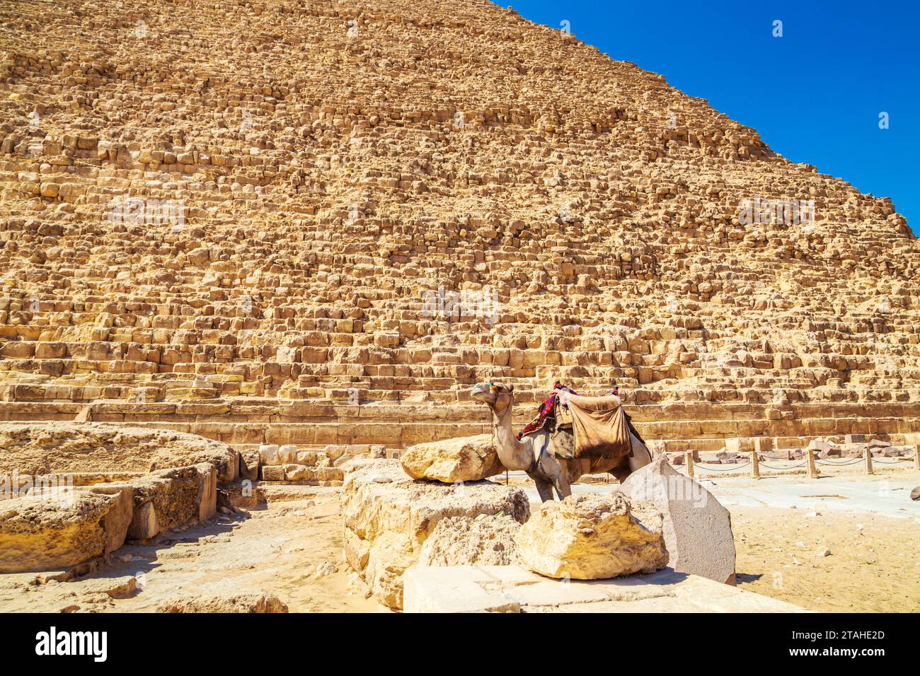 Dressed camel near the Pyramid of Khafre. Great Egyptian pyramids. Giza, Egypt – October 16 ...