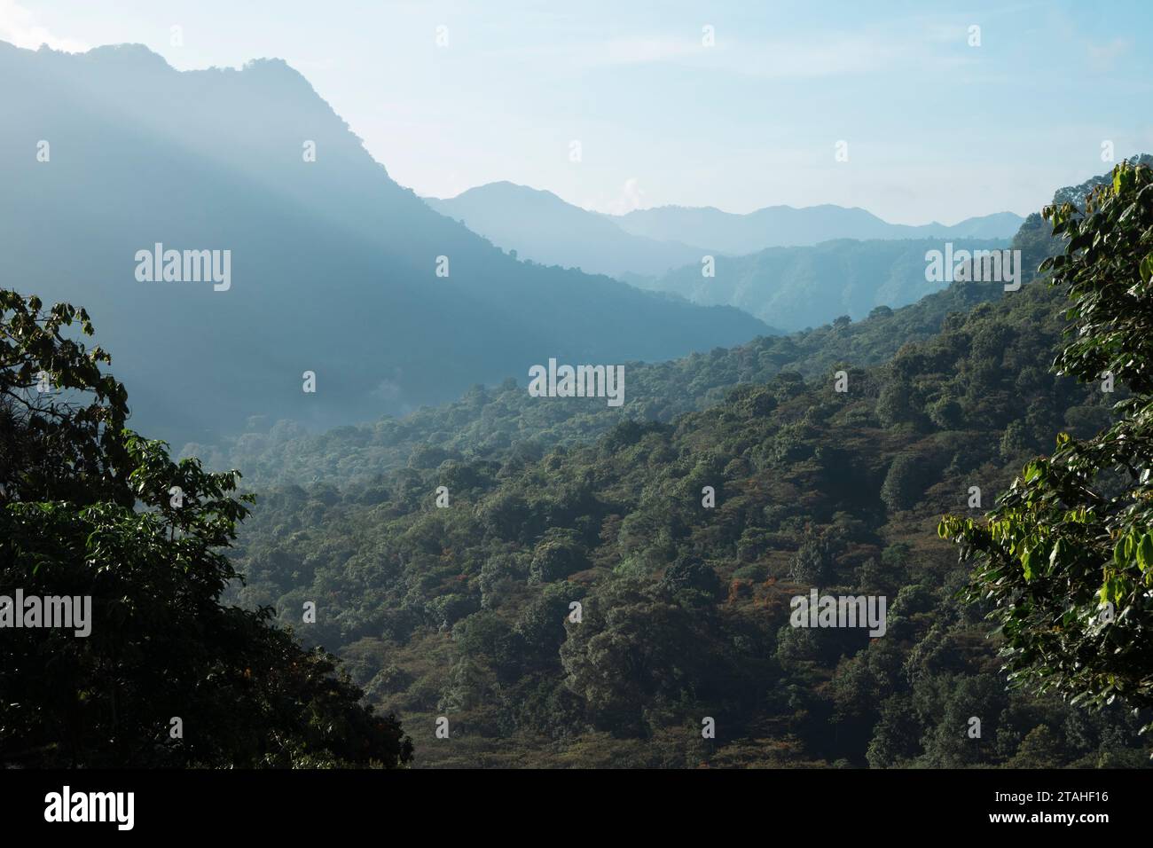Rainforest landscape with mountain layers in Mexico Stock Photo - Alamy