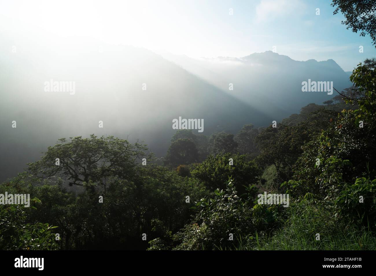 Rainforest canyon hi-res stock photography and images - Alamy
