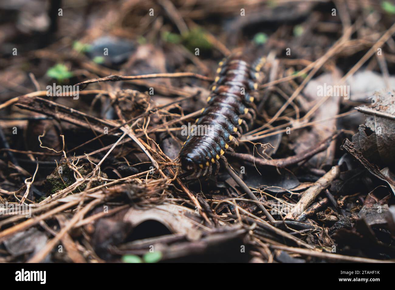 Jungle rainforest bug hi-res stock photography and images - Alamy